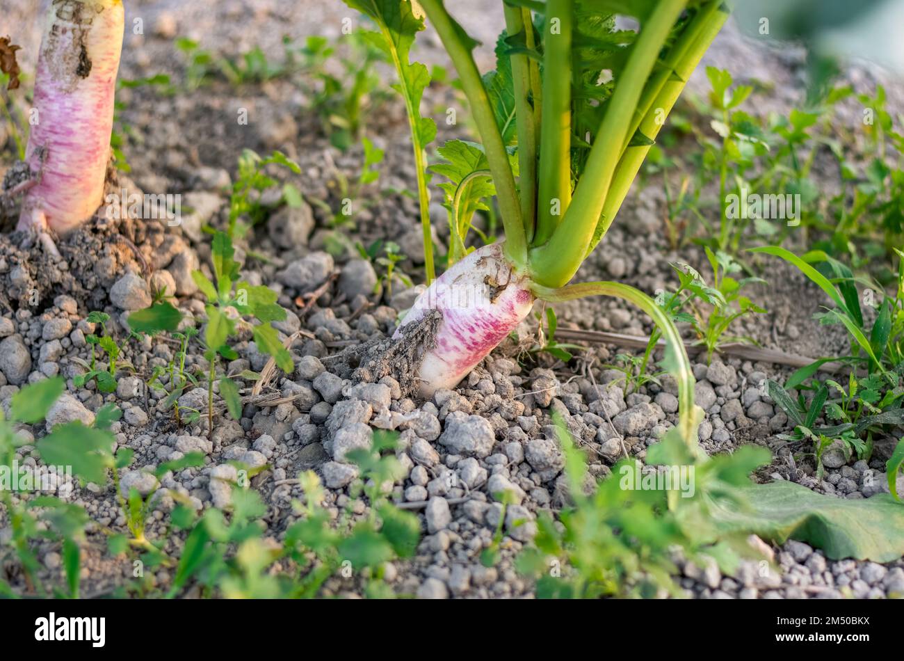 White radish growing in the garden close up Stock Photo - Alamy