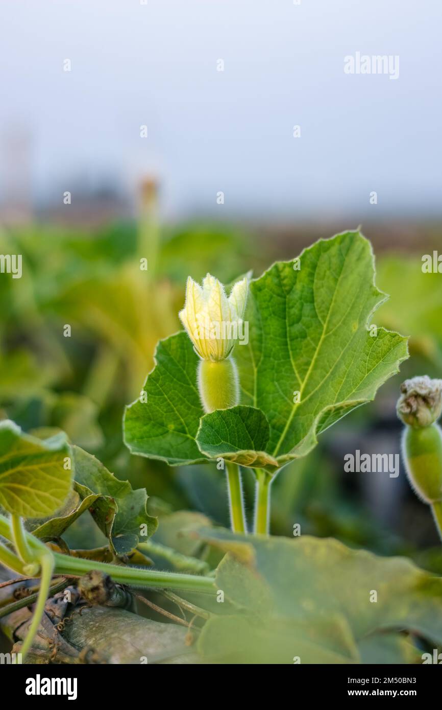 Young bud of calabash or bottle gourd vegetable close up inside of a ...