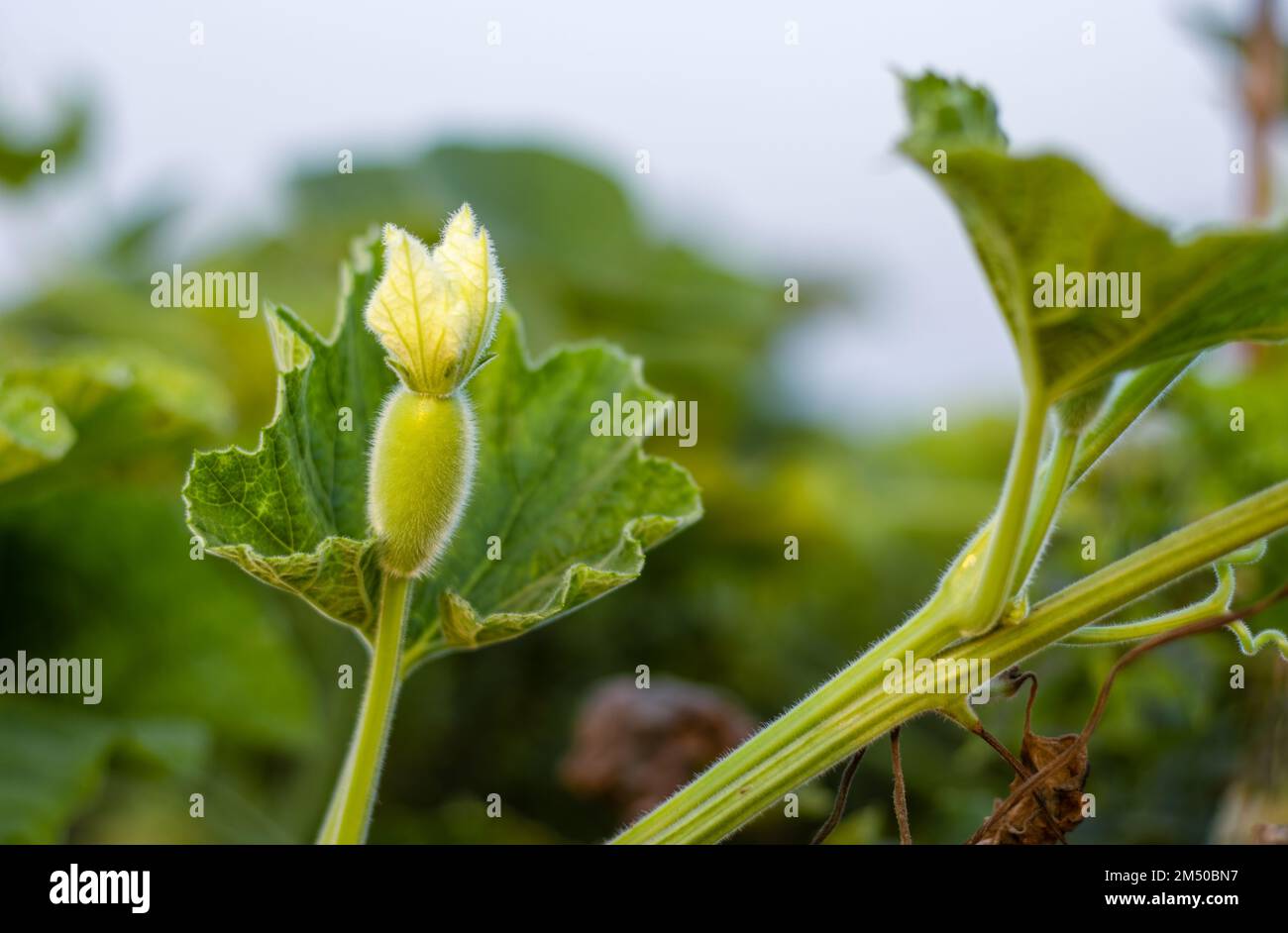 Growing fresh creeper calabash hi-res stock photography and images - Alamy