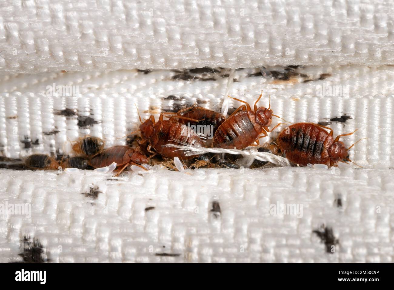 Bed bug on mattress hi-res stock photography and images - Alamy