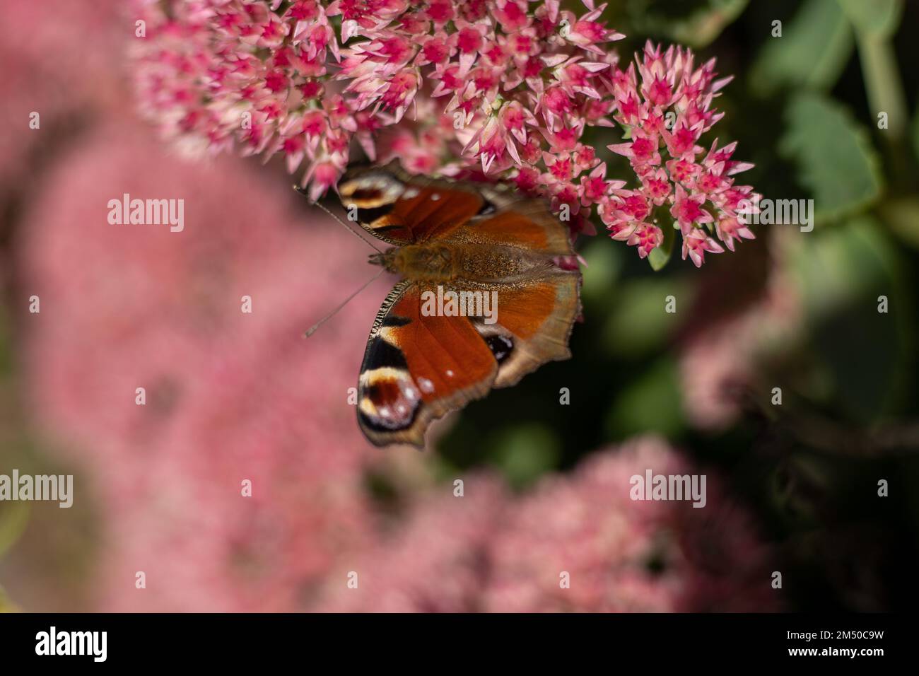 A peacock butterfly is eating on a pink Sedum flower - Hare cabbage. A ...