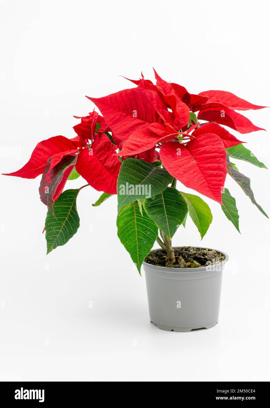 Christmas flower Poinsettia (Euphorbia pulcherrima) isolated on white ...