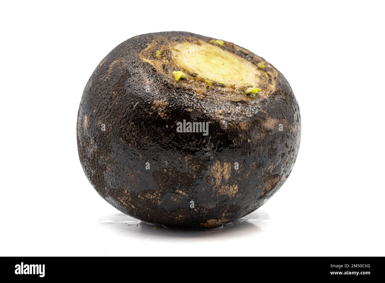 Black radish isolated on a white background. Clipping Path. Full depth ...