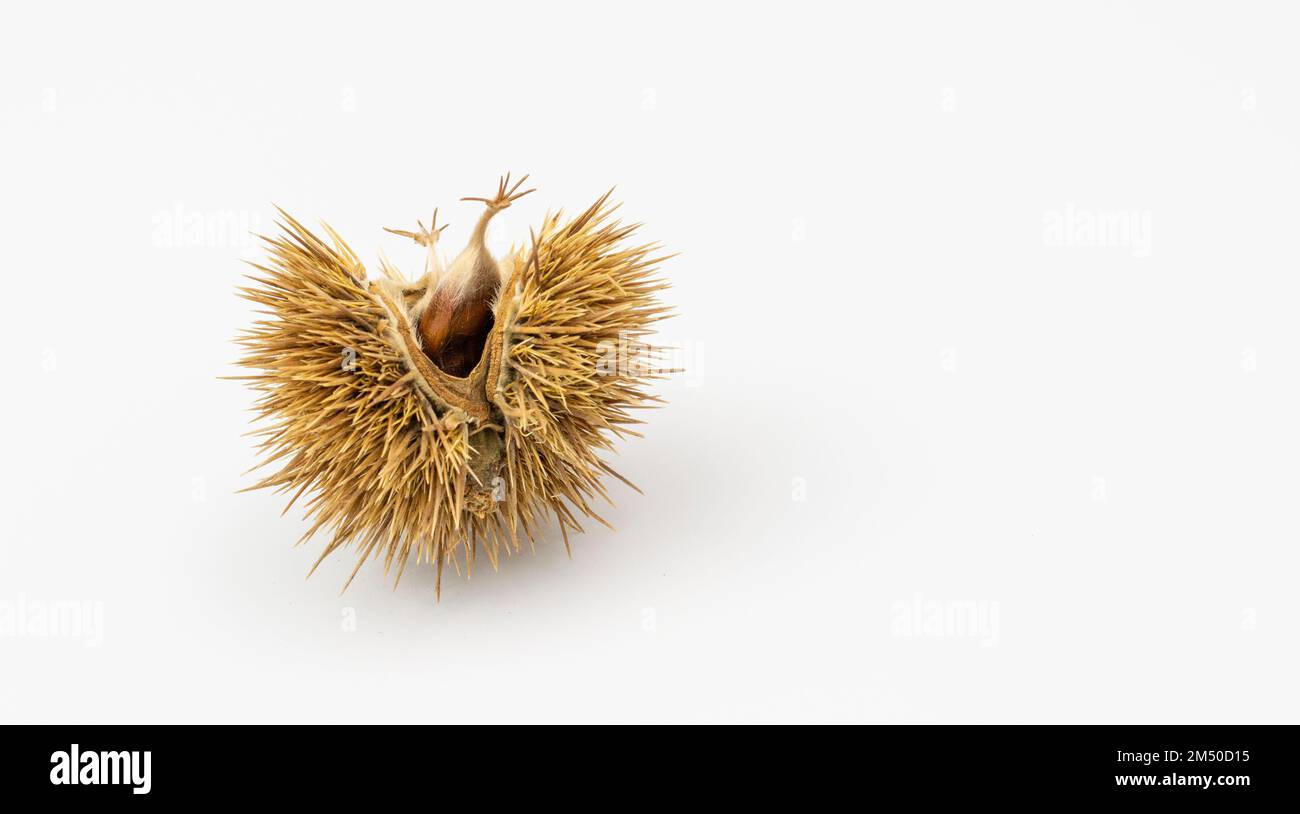 Sweet chestnuts seeds in the protective spiky shells. Castanea Sativa ...