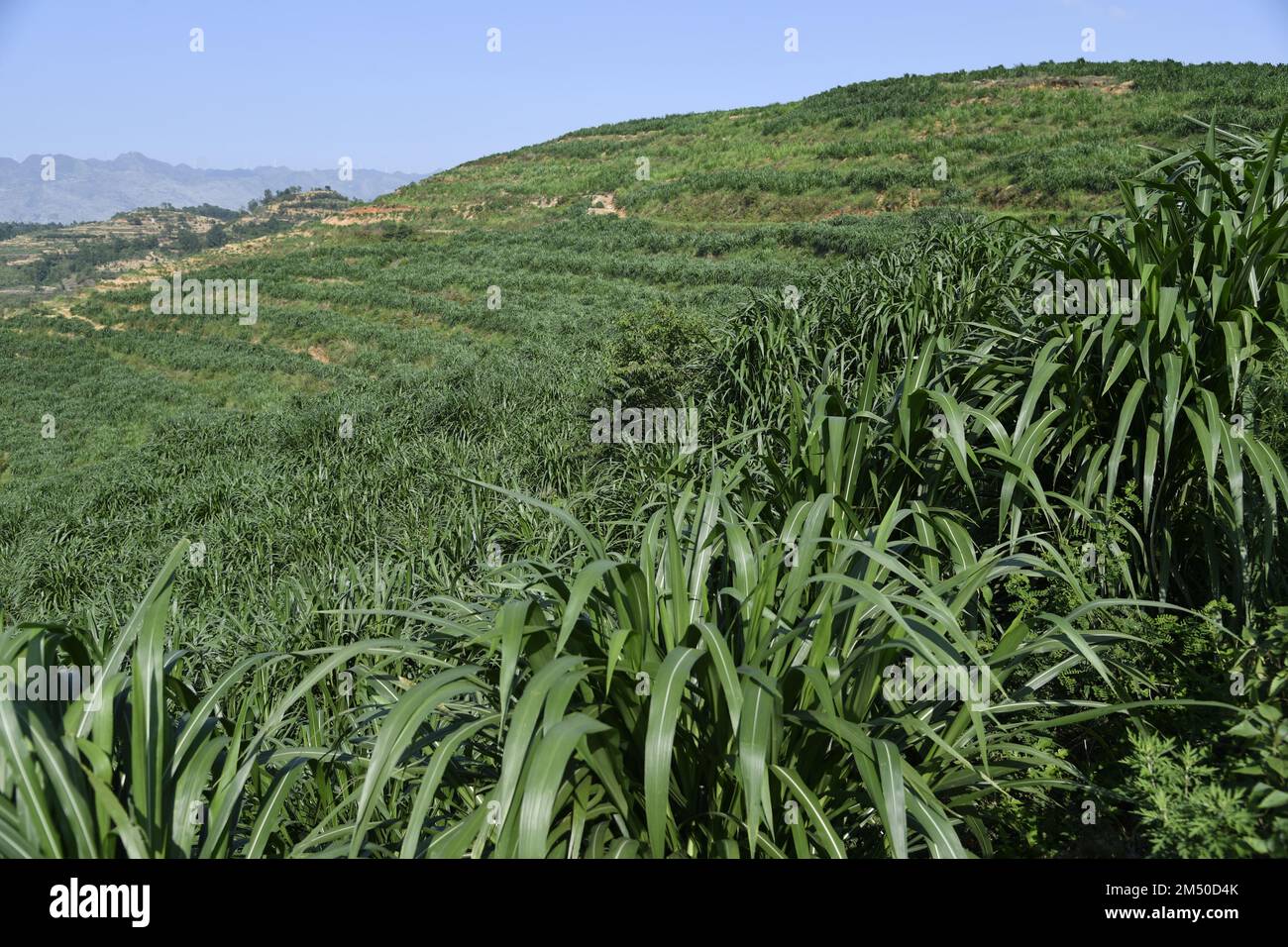 Hybrid napier grass hi-res stock photography and images - Alamy