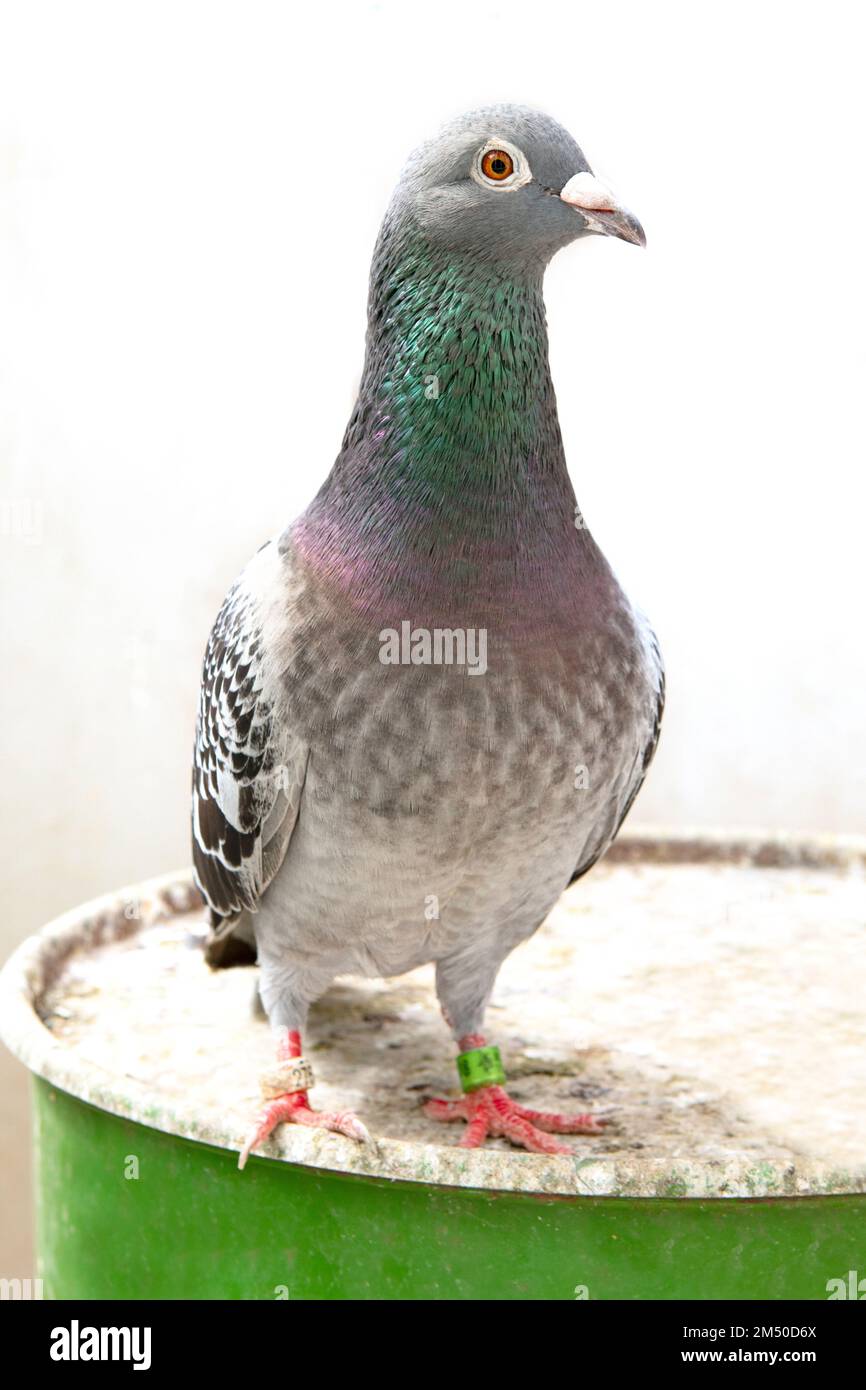 portrait full body of male homing pigeon standing in home loft Stock ...