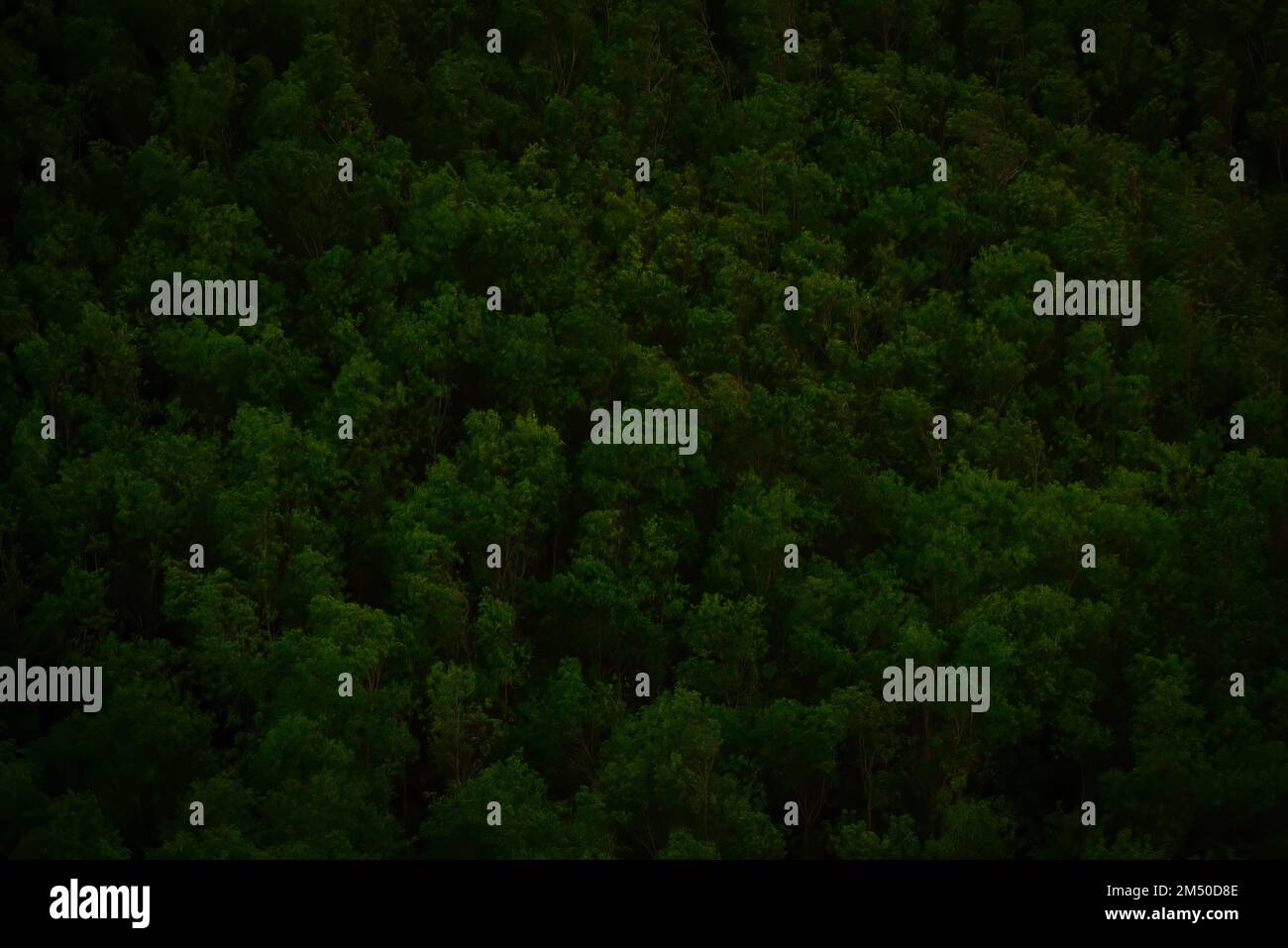 Aerial shot thick green forest hi-res stock photography and images - Alamy