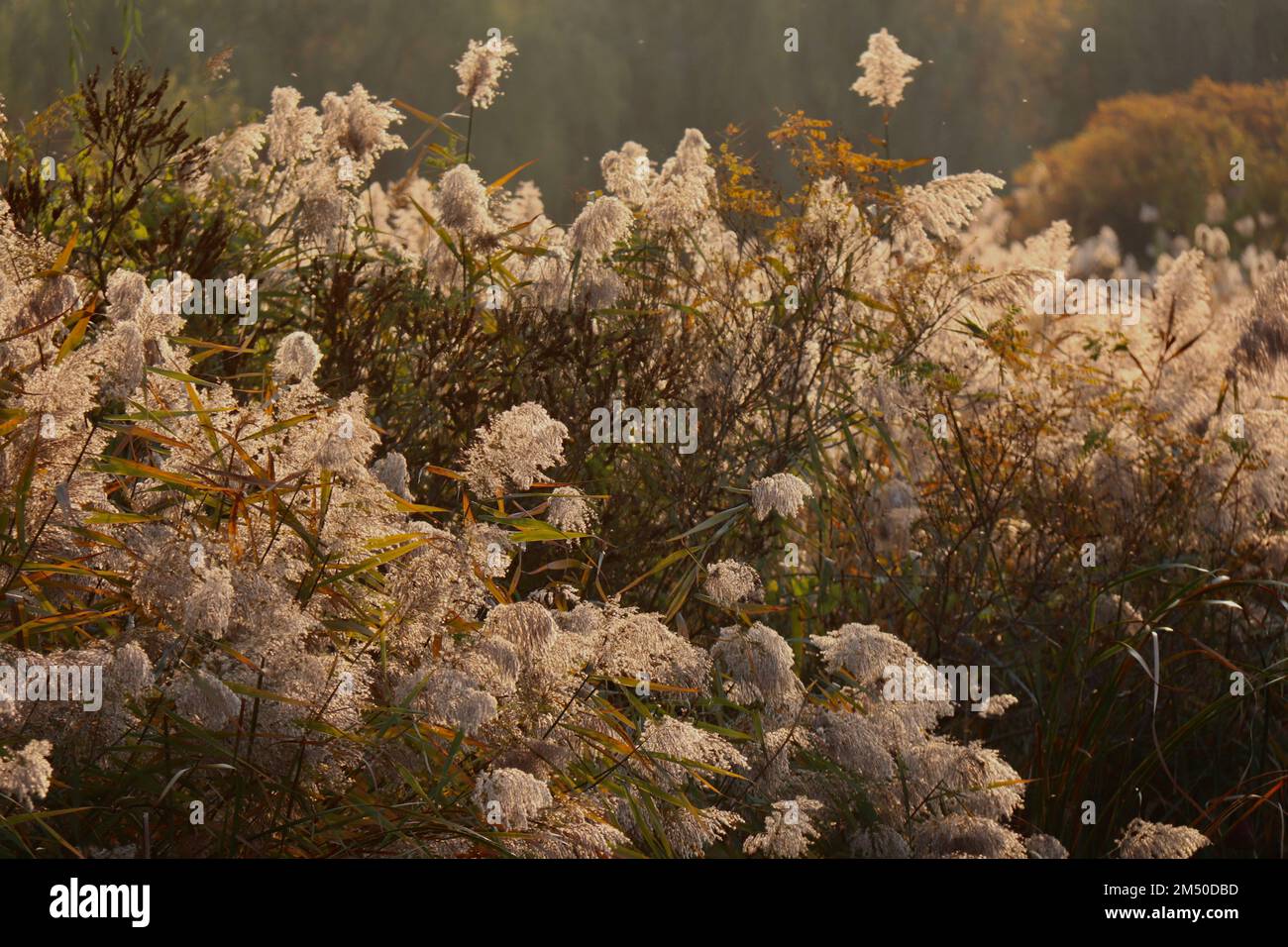 A beautiful view of pampas grass, swaying in the autumn breeze on a ...