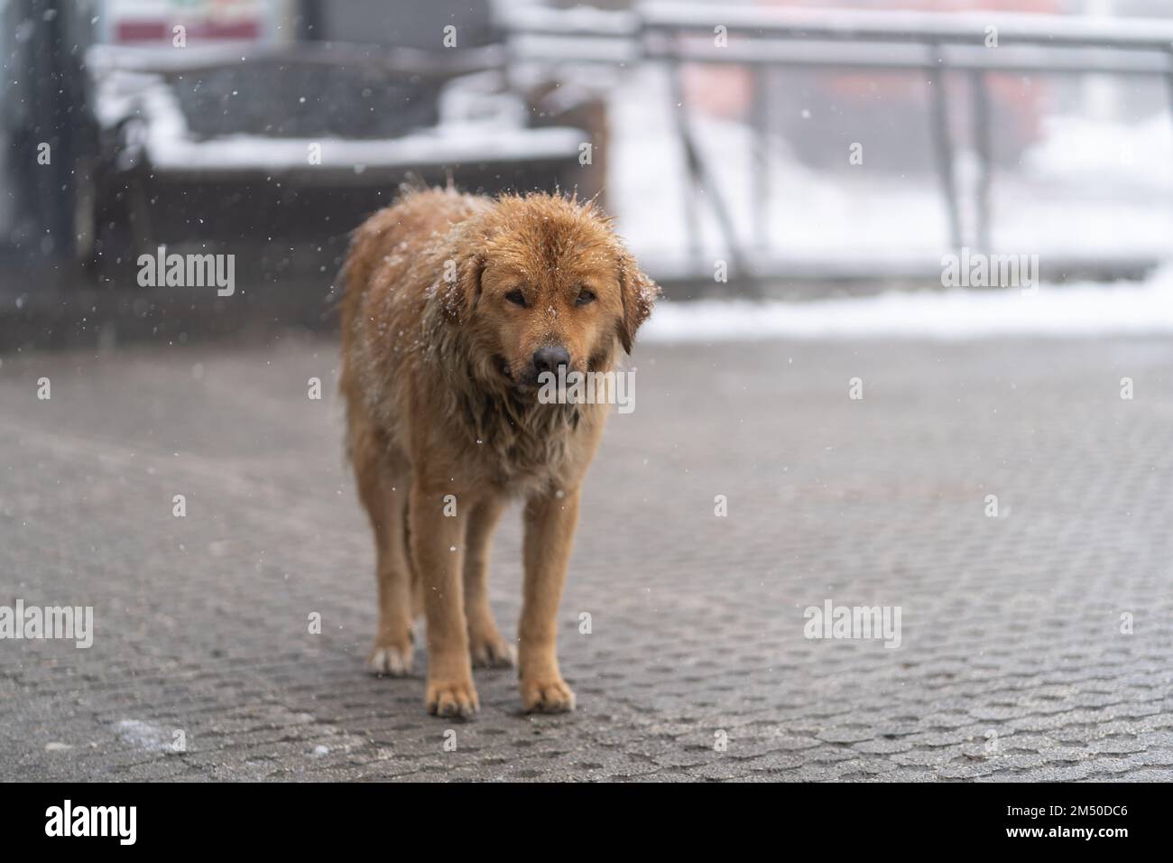 Lonely sad dog walks along uninhabited city streets covered with paving ...