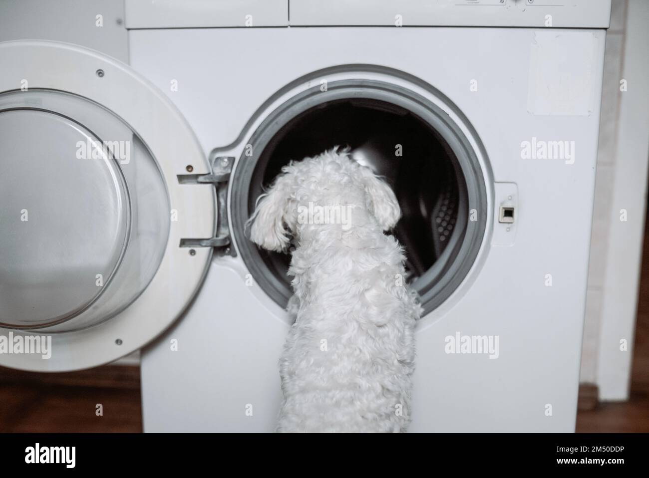 Cute little white dog looking in to washing machine Stock Photo - Alamy