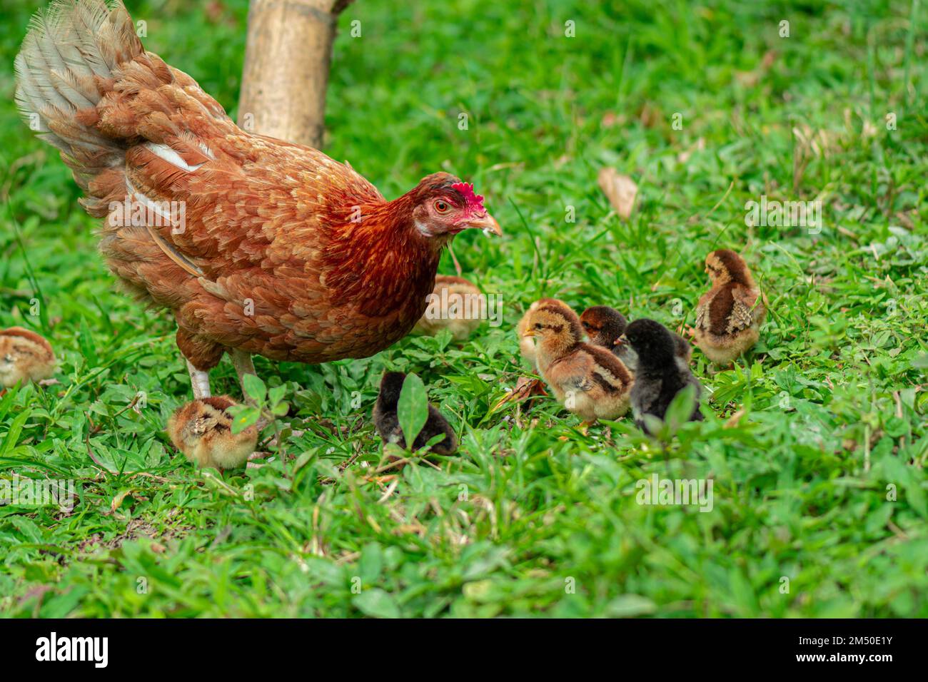 Isa brown hen hi-res stock photography and images - Alamy