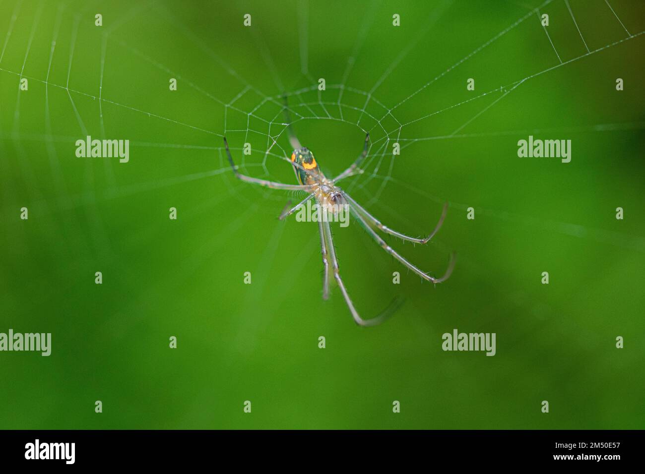 A macro shot of an Orchard spider on a spider web, with a green blurred ...