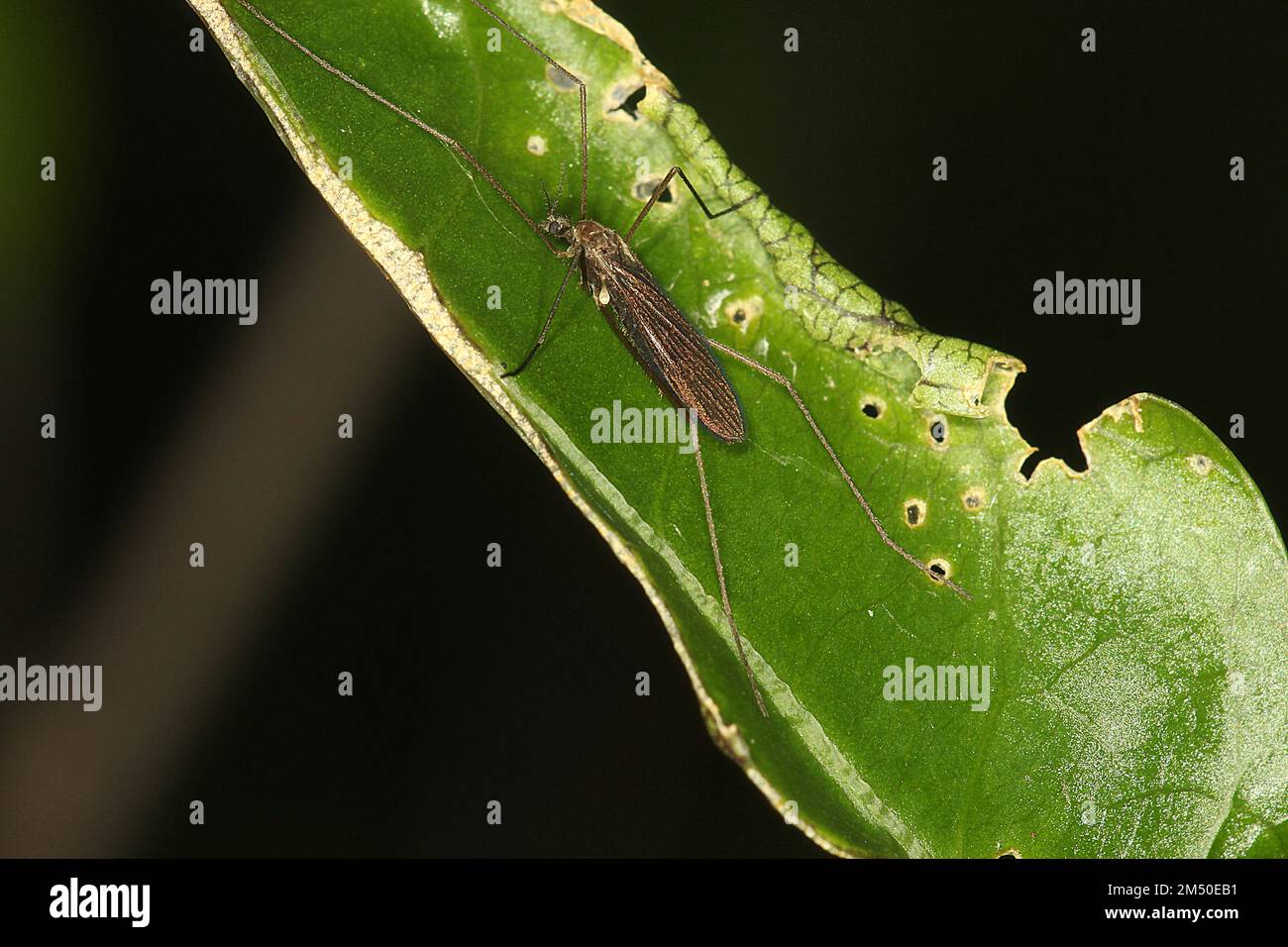 Lesser cranefly (Limoniidae Stock Photo - Alamy