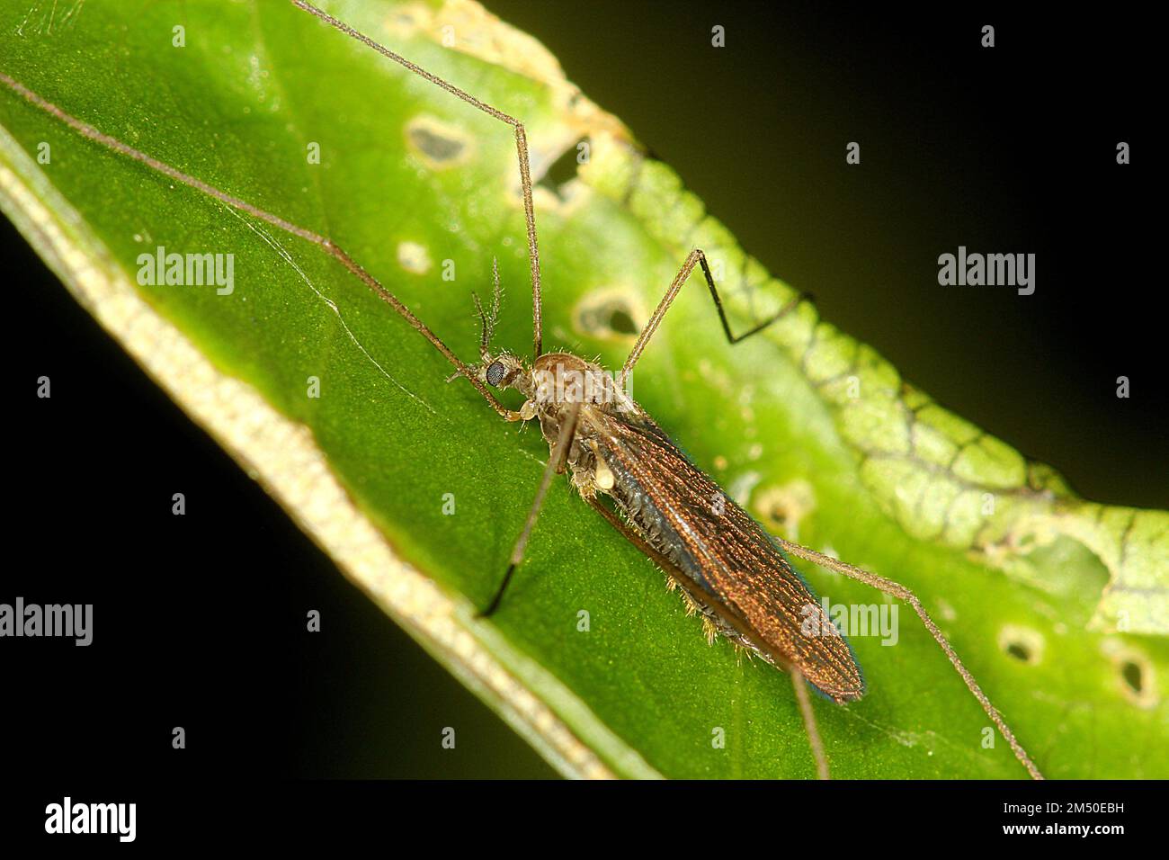 Lesser cranefly (Limoniidae Stock Photo - Alamy