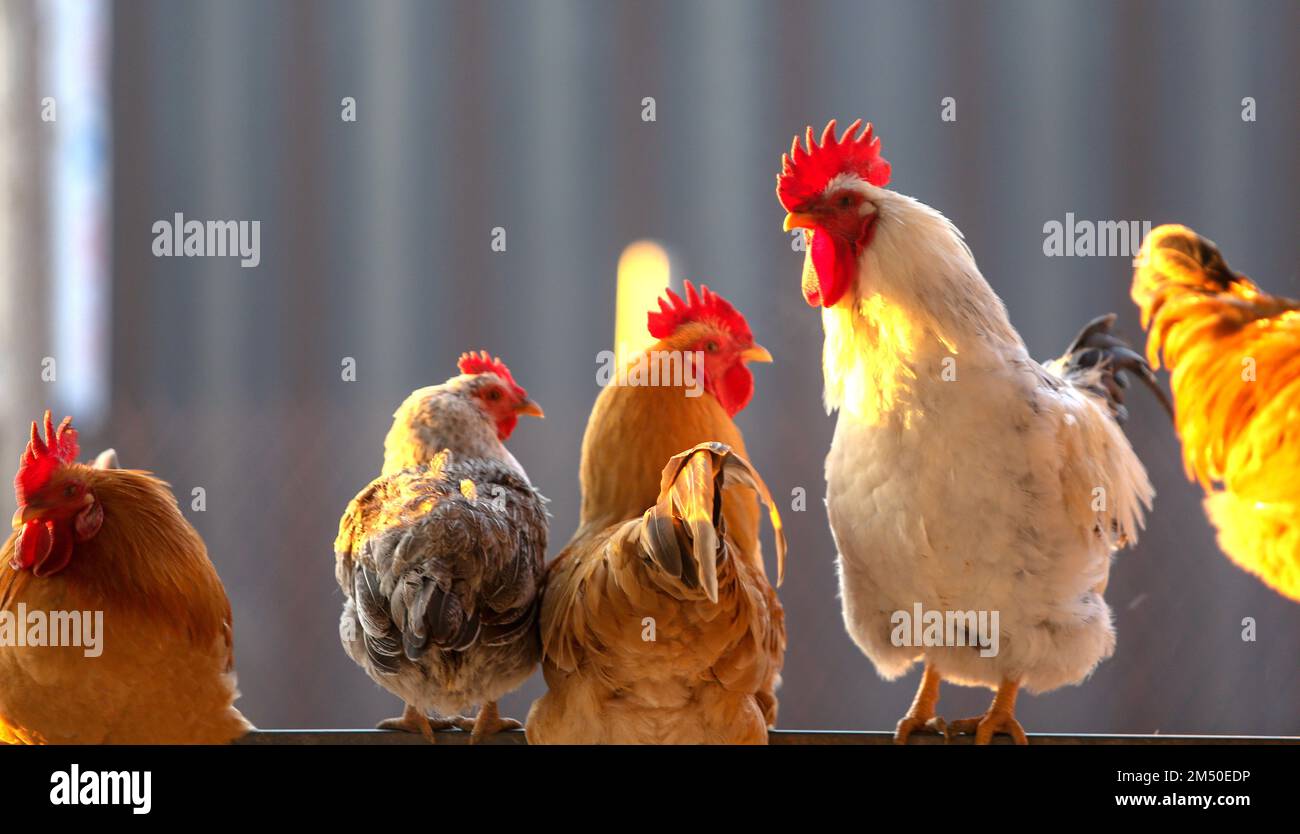 HANDAN, CHINA - DECEMBER 24, 2022 - The ecological scenery of a chicken ...