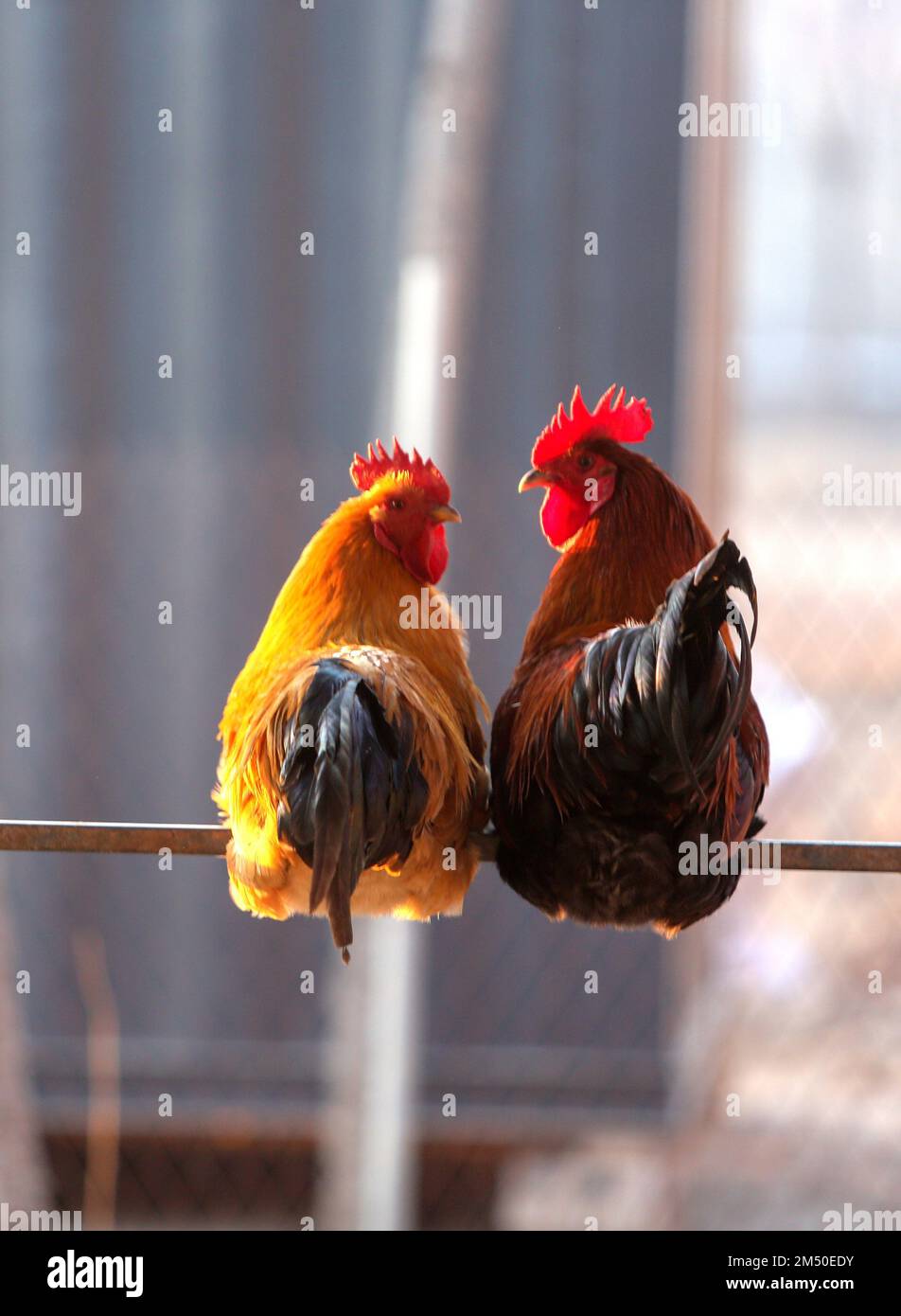 HANDAN, CHINA - DECEMBER 24, 2022 - The ecological scenery of a chicken ...