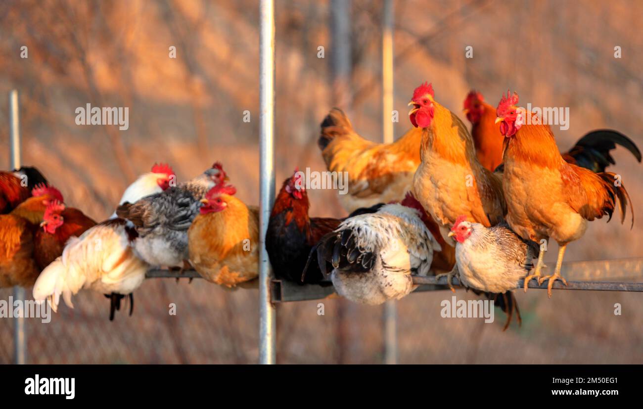 HANDAN, CHINA - DECEMBER 24, 2022 - The ecological scenery of a chicken ...