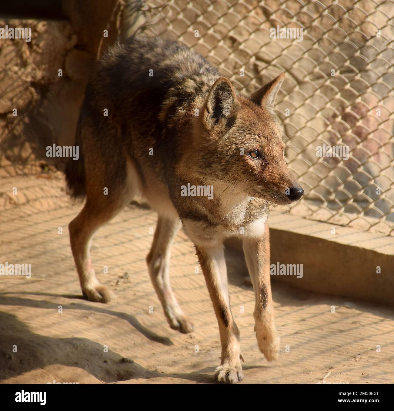 Fox indian hi-res stock photography and images - Alamy