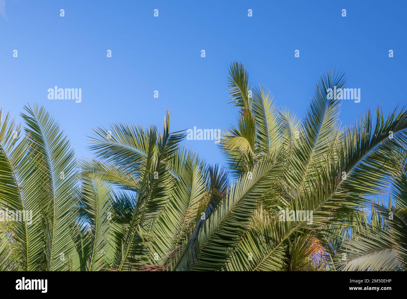 Green leaves border. Date palm leaves on blue sky background Stock ...