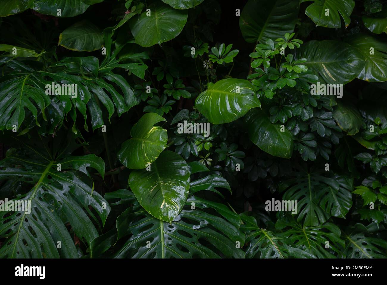 Tropical leaves background. Monstera deliciosa, golden pothos and ...