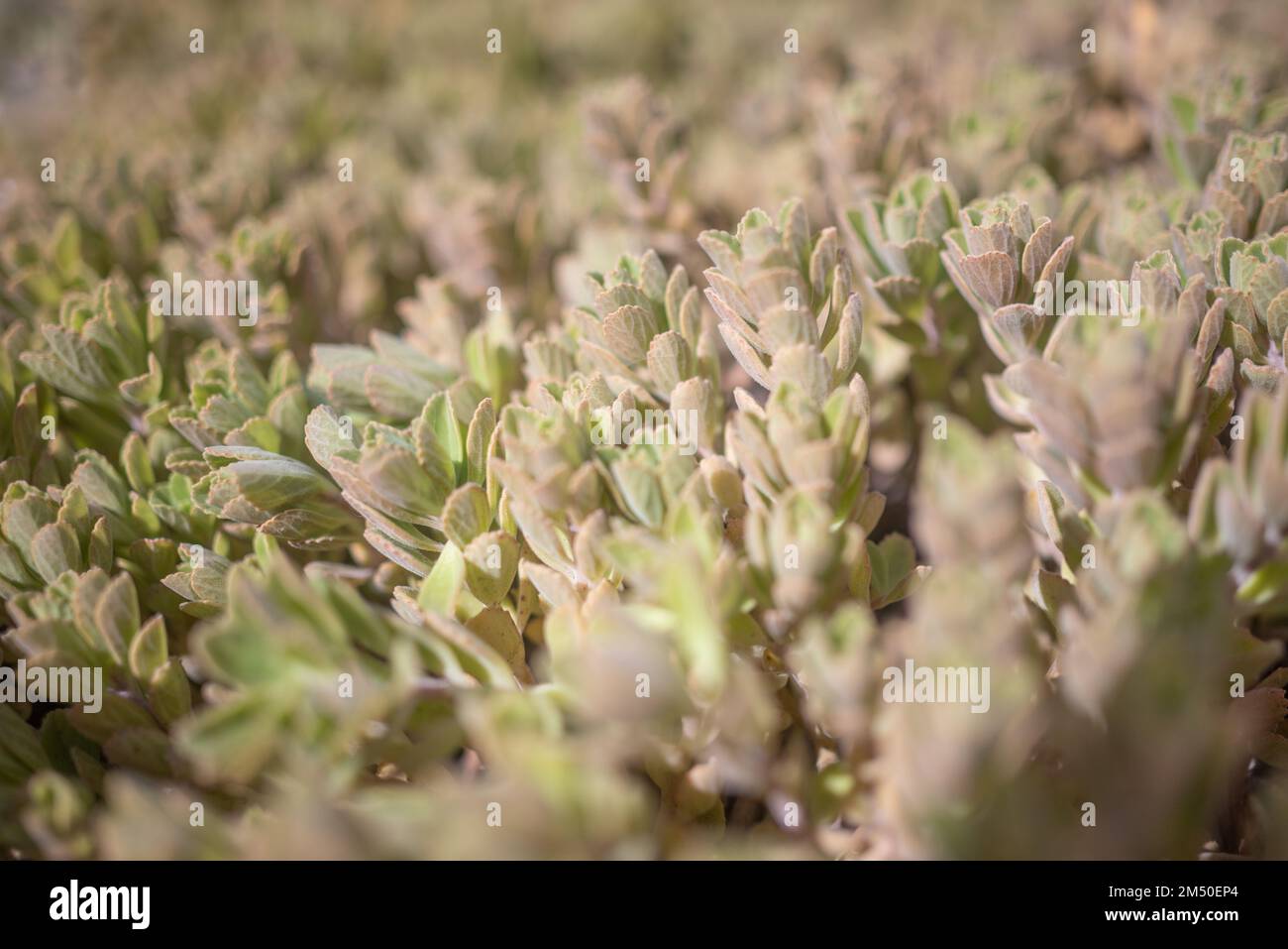 Light pink green leaves background. Flower dust plant closeup Stock ...