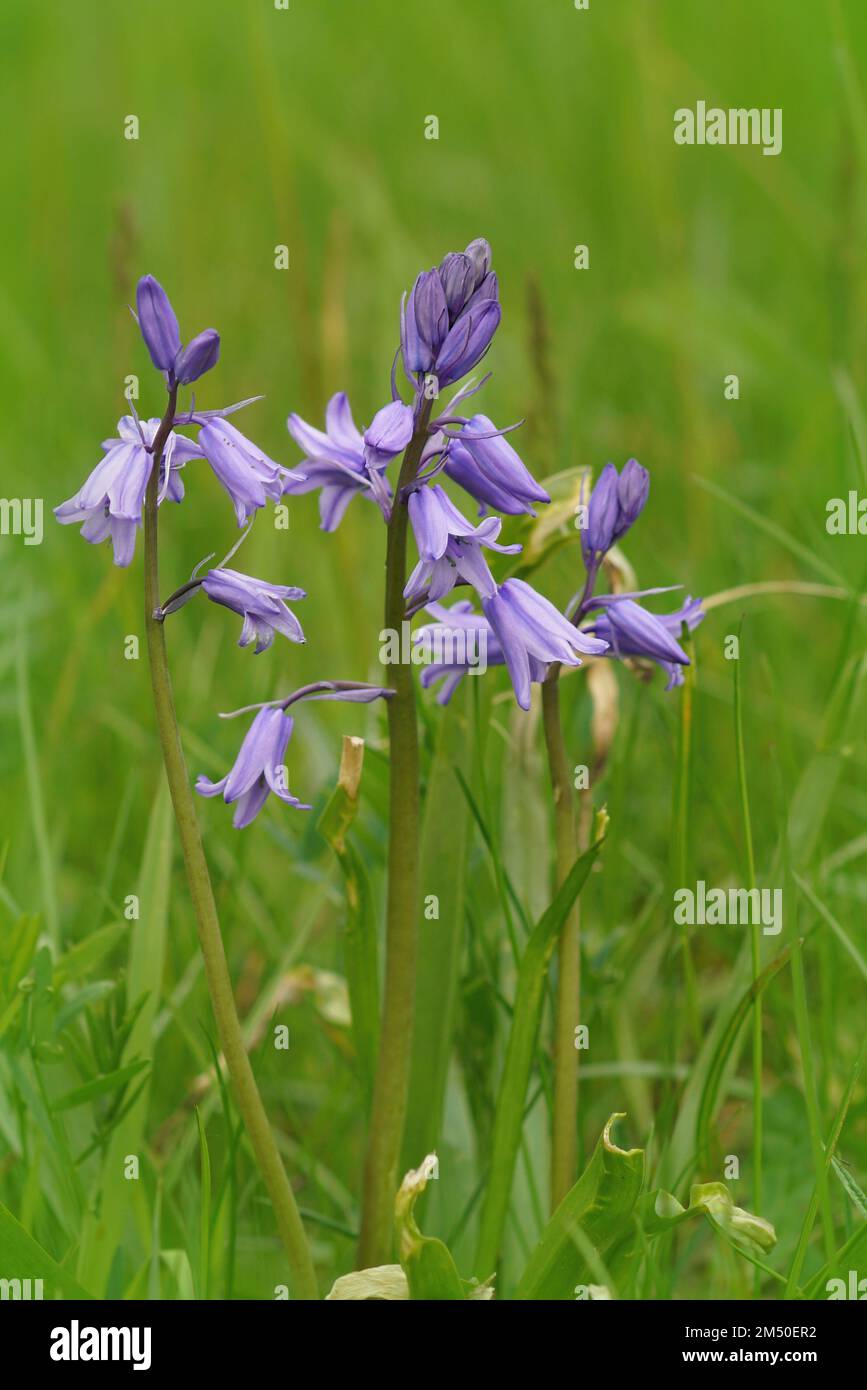 Natural closeup on an emerging Spanish bluebell flower, Hyacinthoides ...