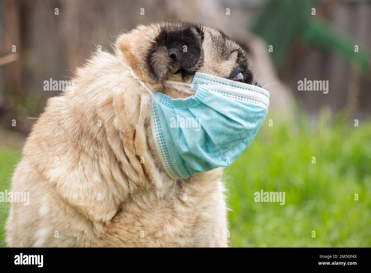 a pug dog in a medical mask during the covid-19 pandemic on a walk on ...
