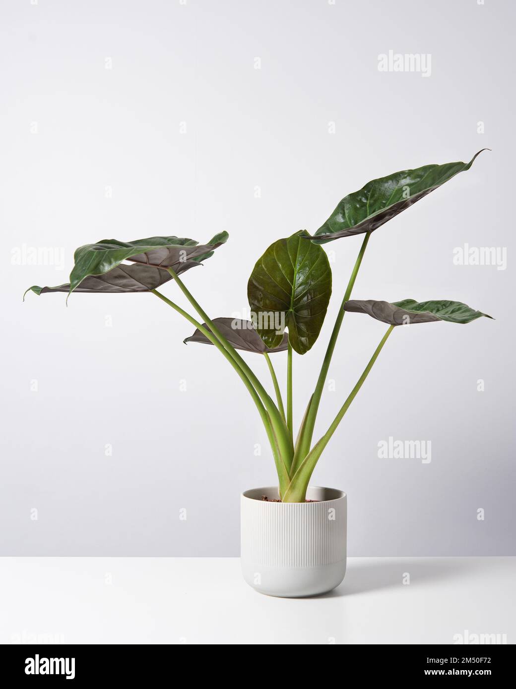 Alocasia montana tropical plant in a white pot on a white background ...
