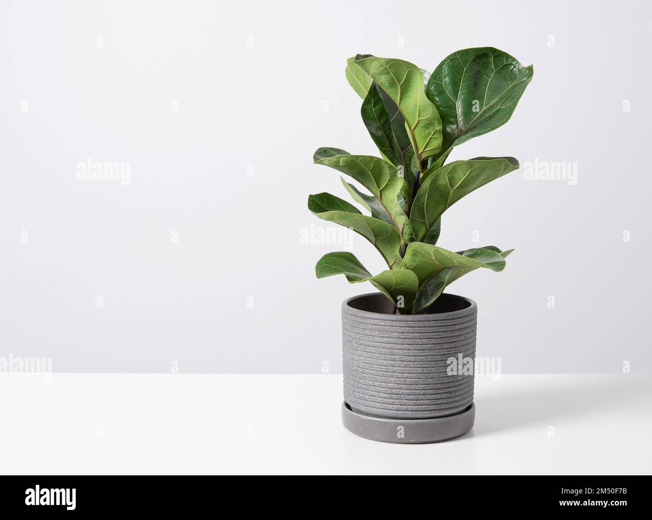 ficus lirata bambino tropical plant in a concrete pot on a gray ...