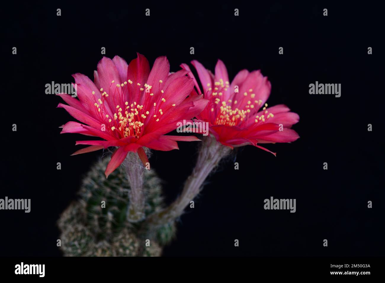 Blooming red flower of Lobivia cactus on black background with copy ...