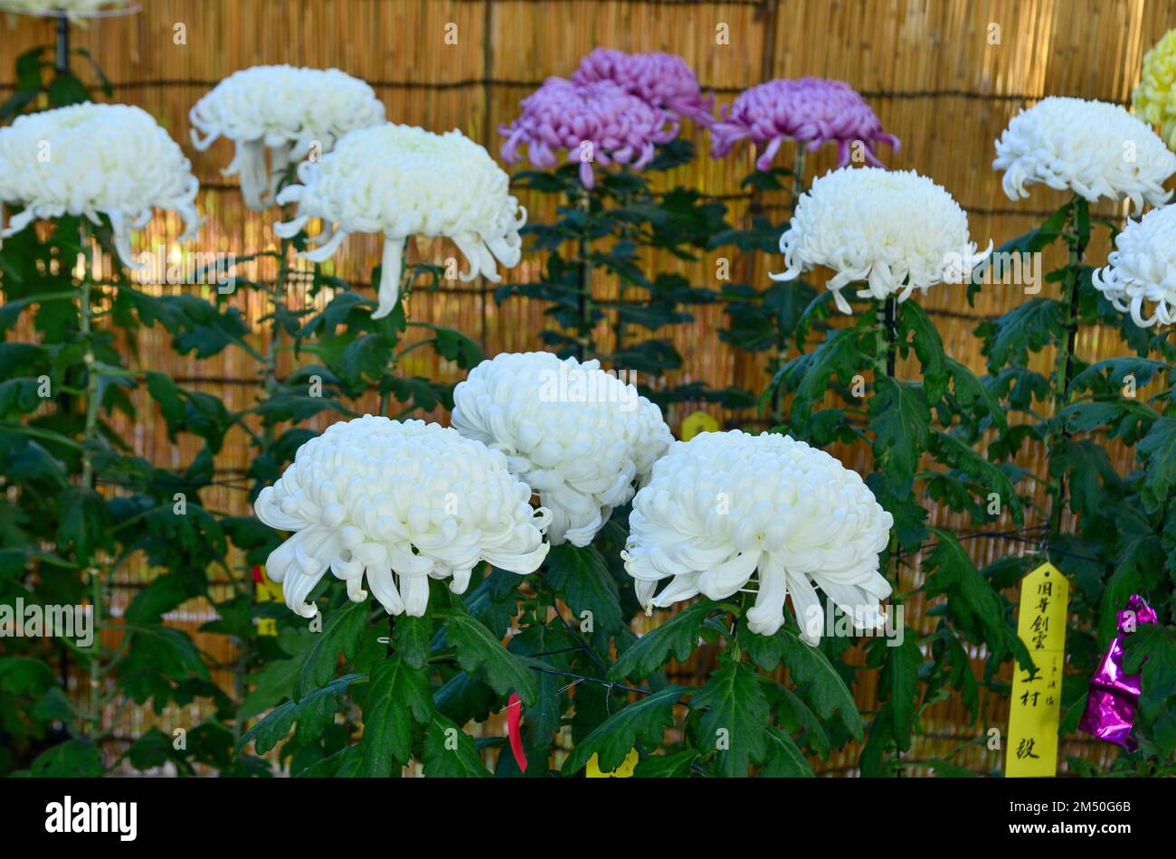 Japanese Chrysanthemum flowers for display at the garden of ancient ...