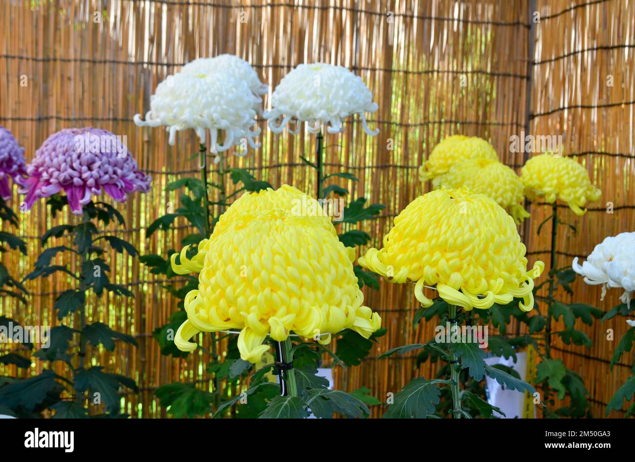 Japanese Chrysanthemum flowers for display at the garden of ancient ...