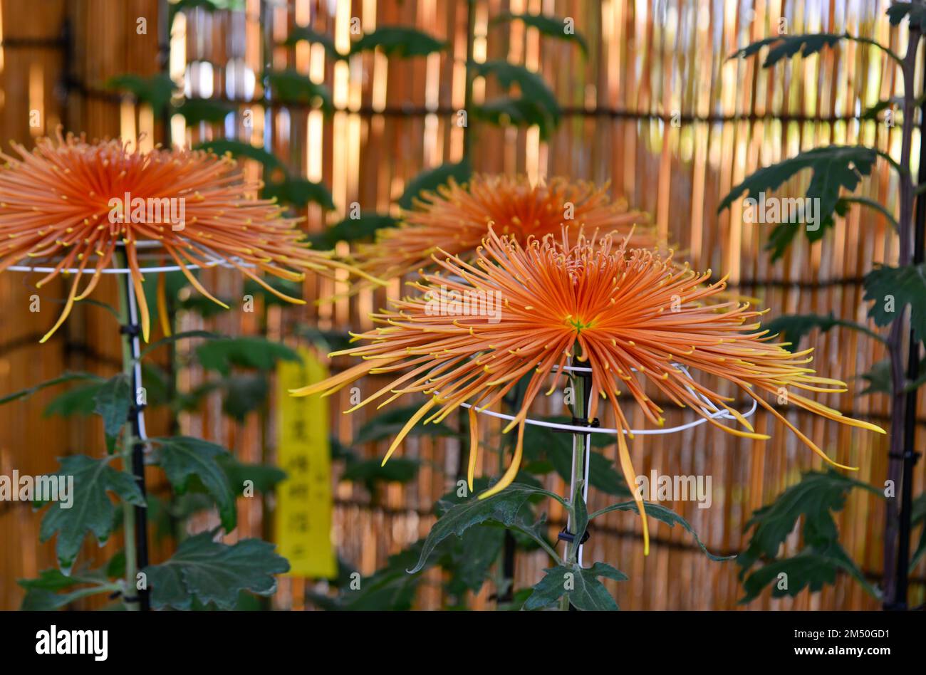 Japanese Chrysanthemum flowers for display at the garden of ancient ...