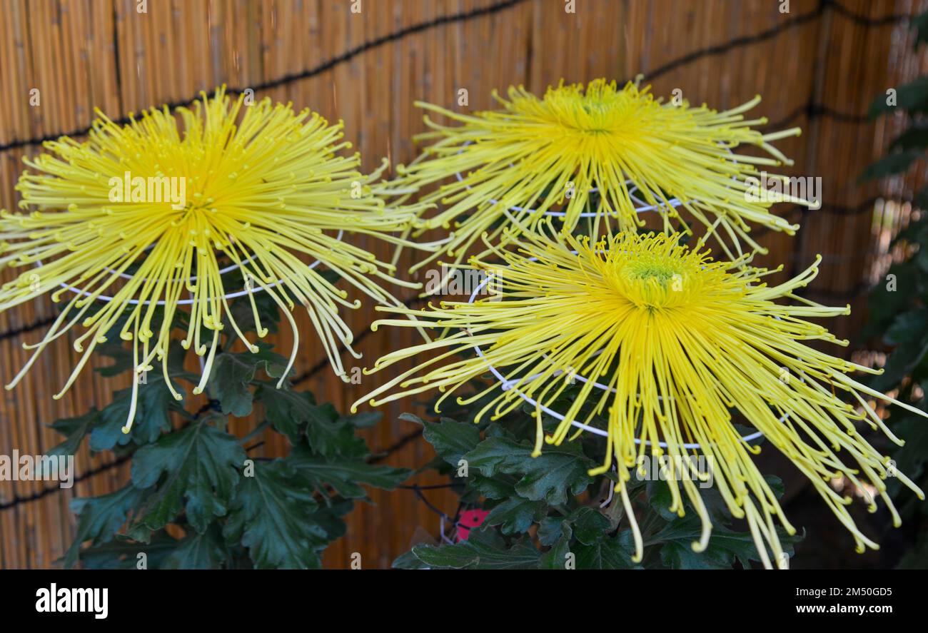 Japanese Chrysanthemum flowers for display at the garden of ancient ...
