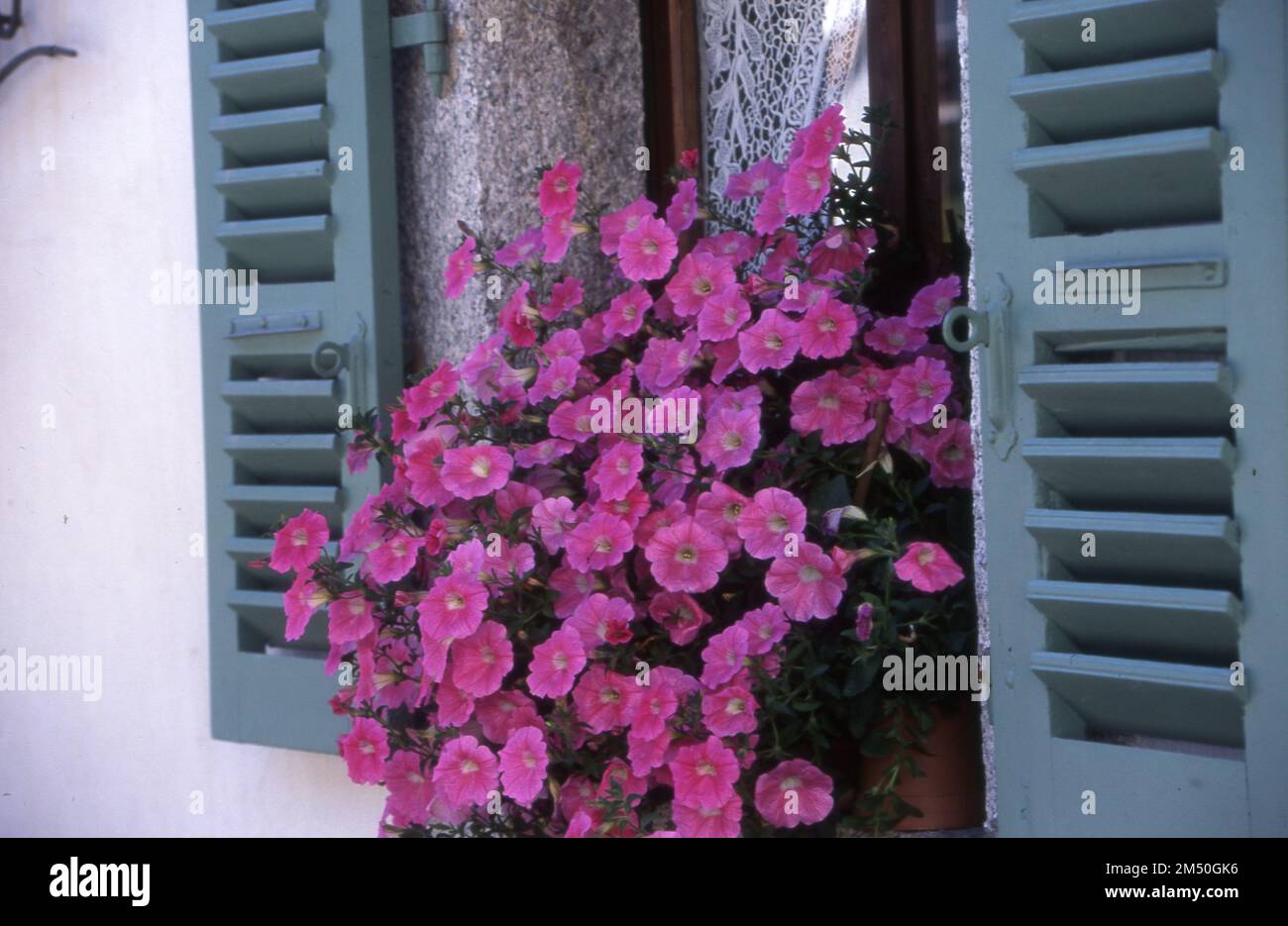 A pile of bloom purple flowers on a window Stock Photo - Alamy