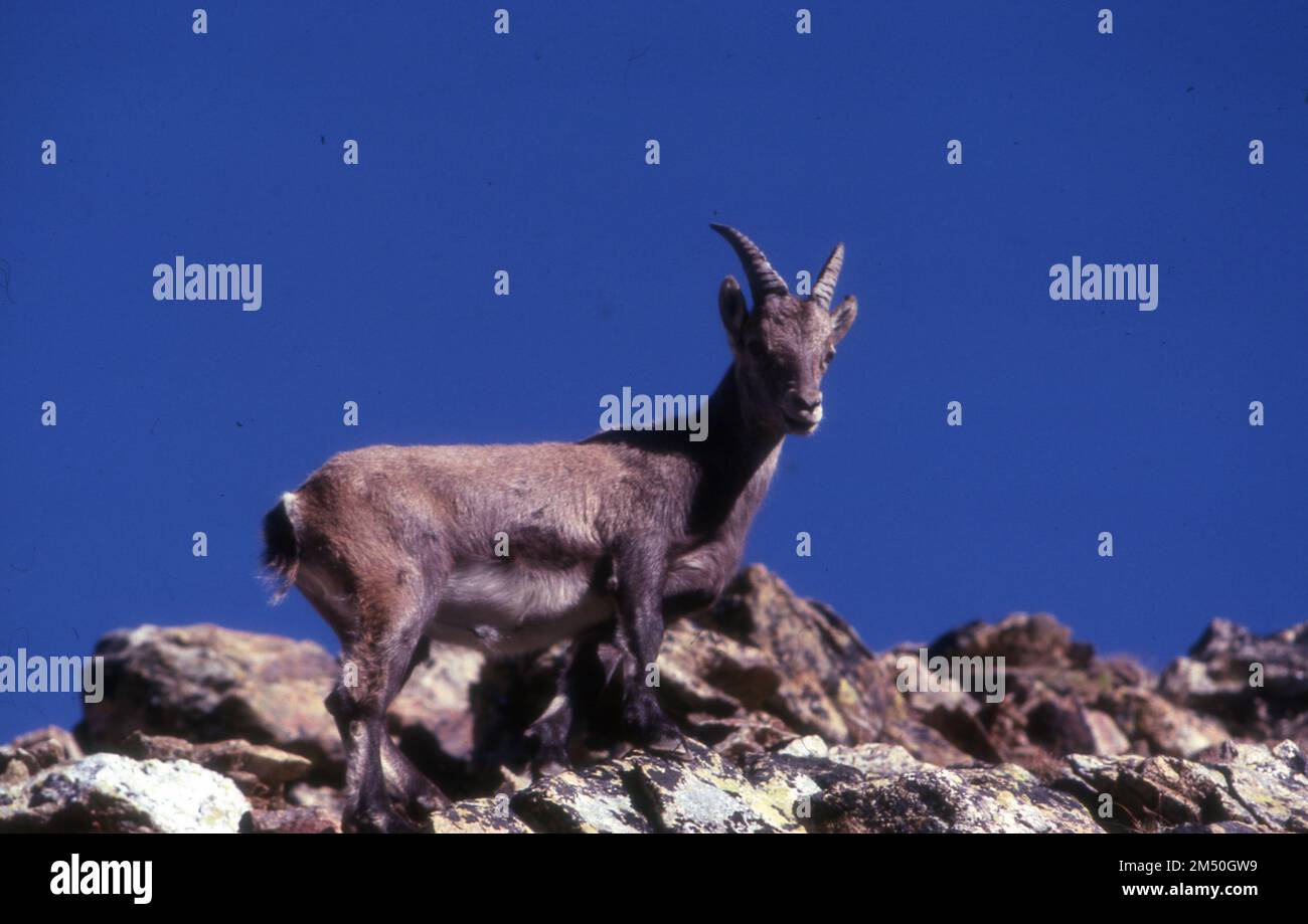 A Mountain goat standing on rocks against blue sky Stock Photo - Alamy