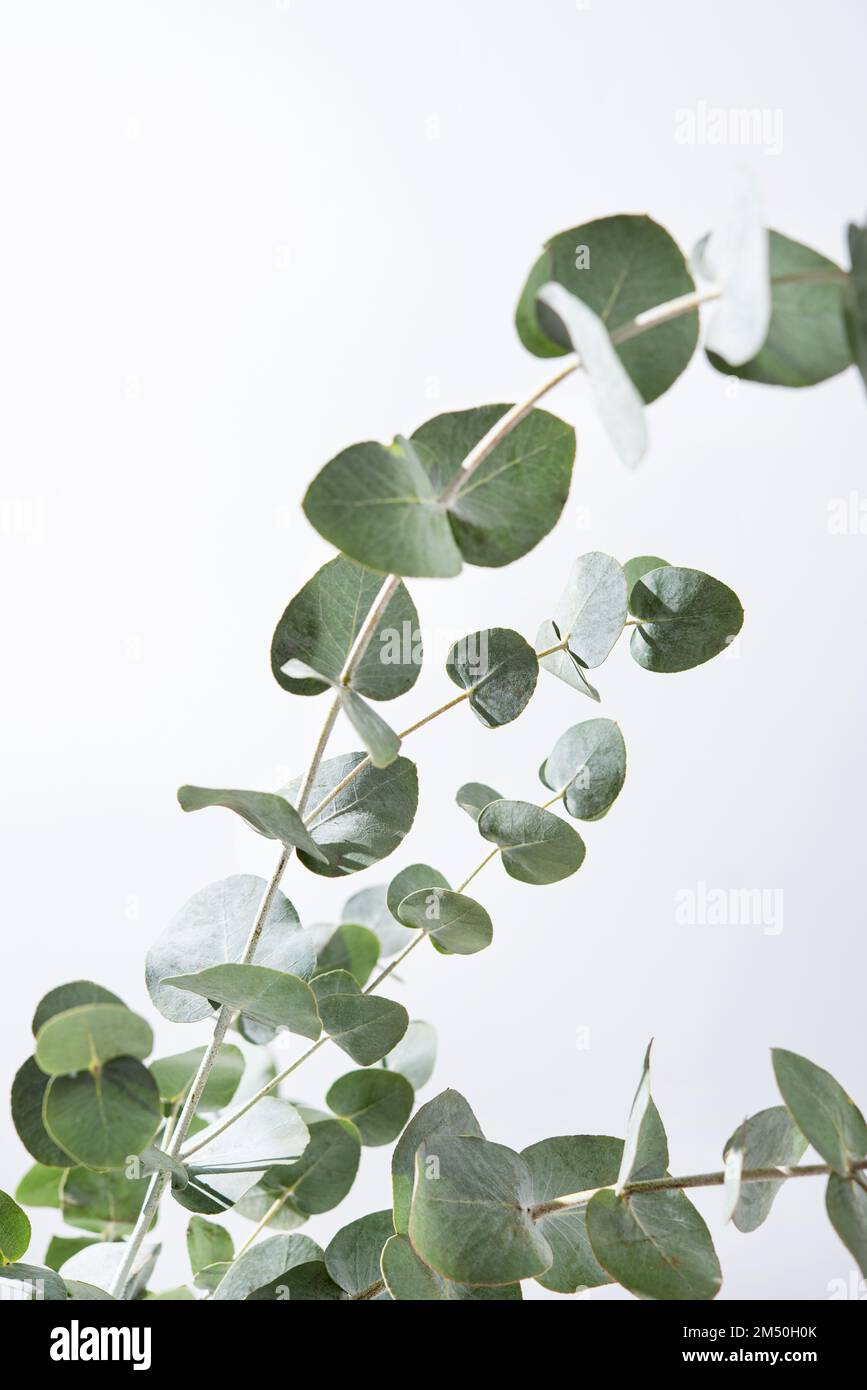 Eucalyptus branches on a light gray background close up. Copy space ...