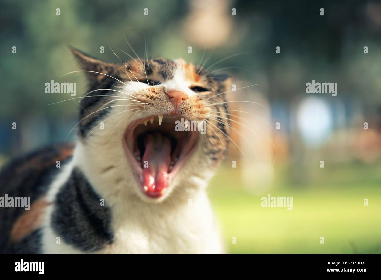 Cat with its mouth wide open outdoors Stock Photo - Alamy