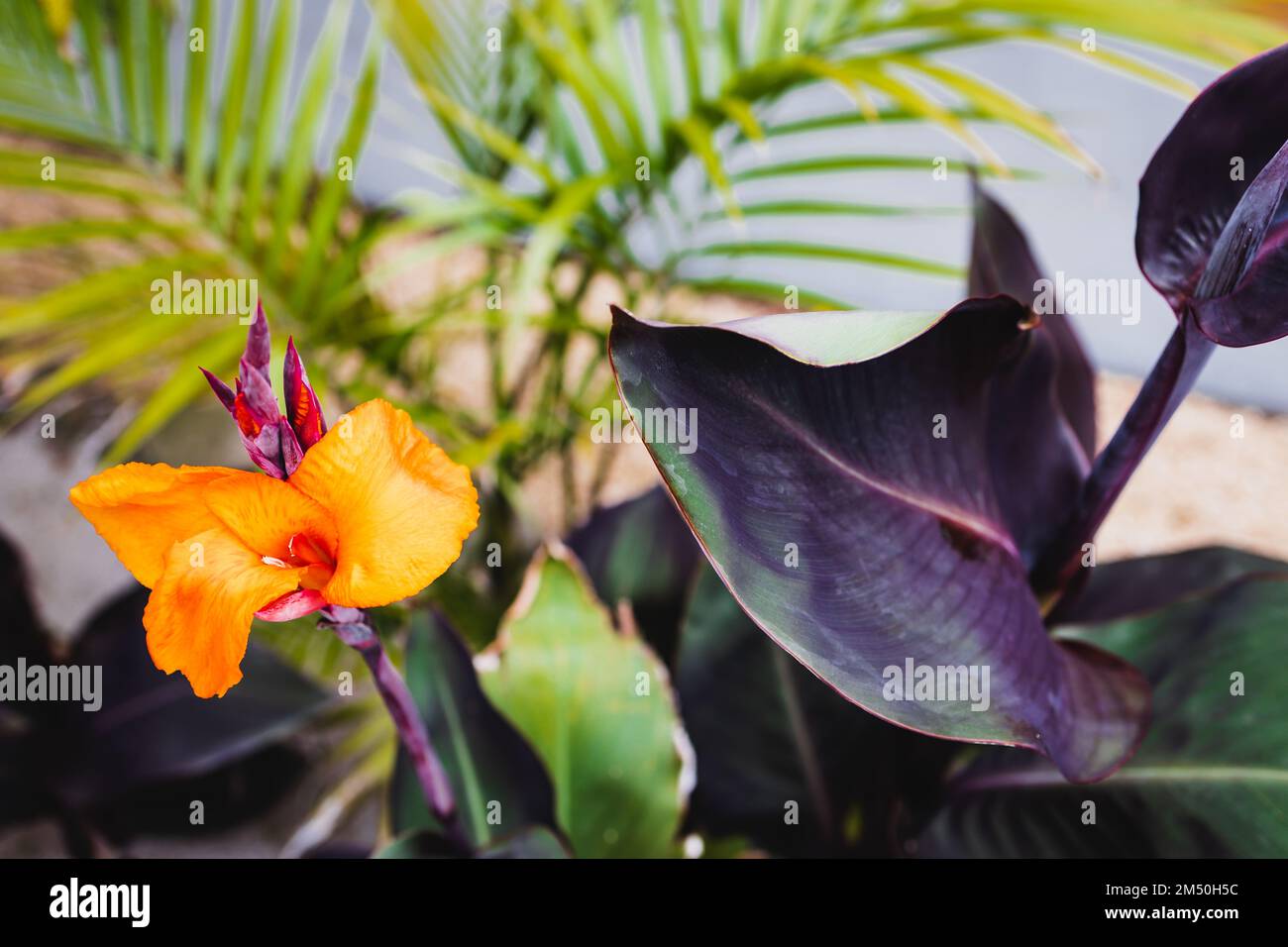 tropical Canna Lilly plant outdoor with orange flower in sunny backyard ...