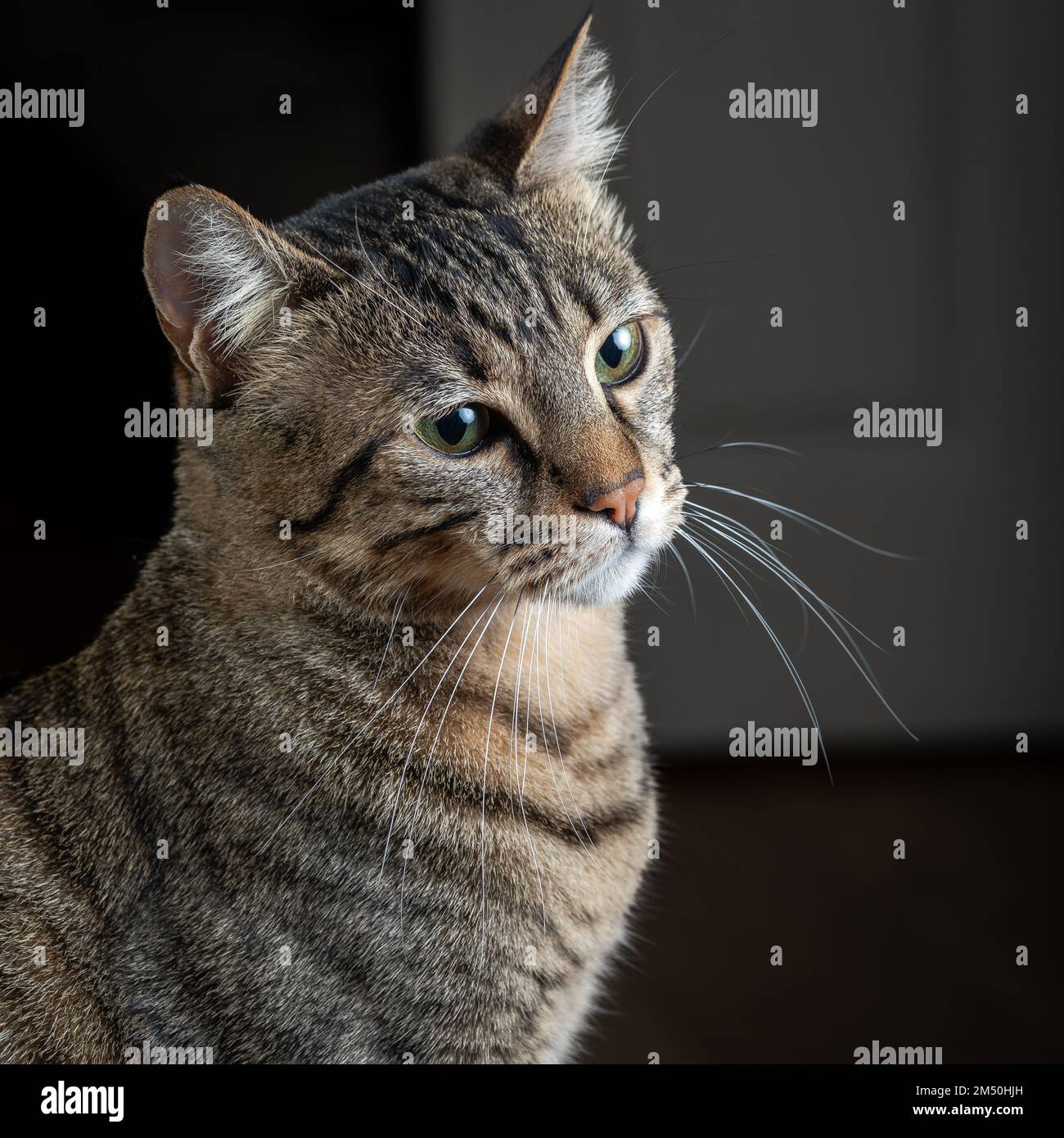 Dark tabby hair hi-res stock photography and images - Alamy