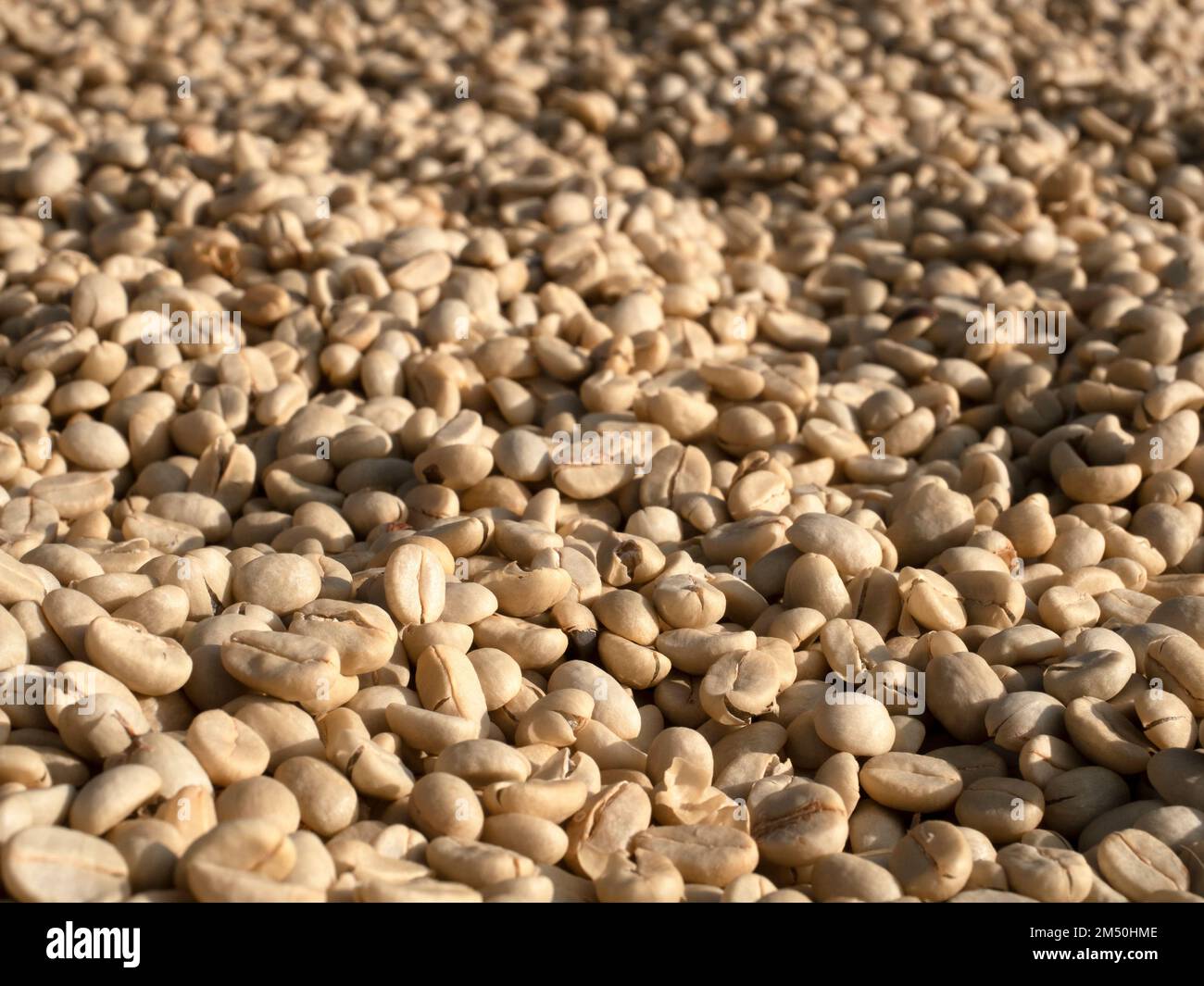 Sun-dried Coffee Beans are not roasted in nature Background Stock Photo ...