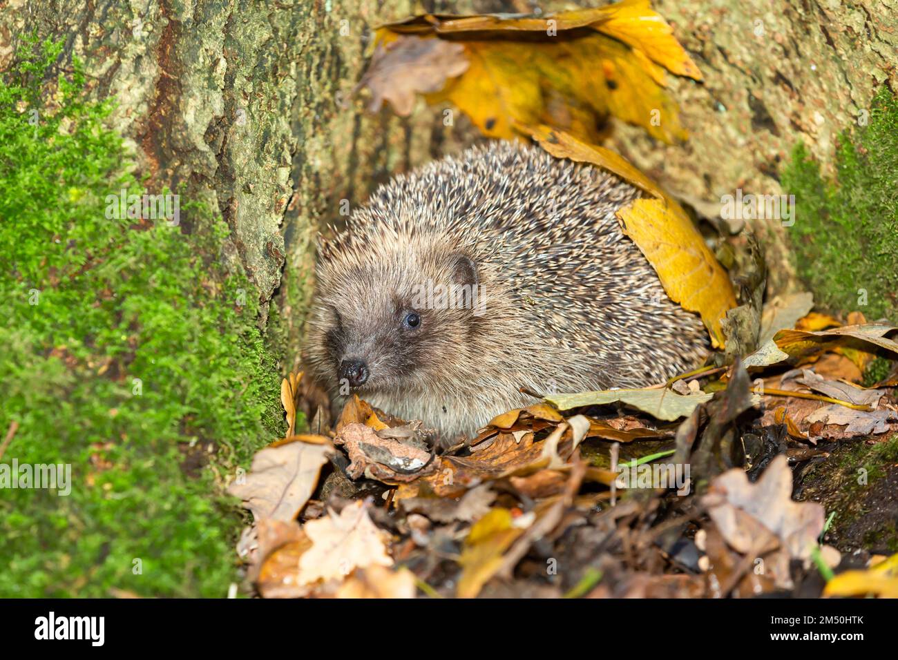 Hedgehog, Scientific name: Erinaceus Europaeus. Close up of a wild ...