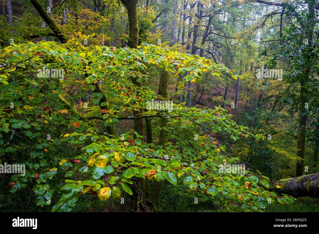 Asturias, Spain - 31 October 2021 : Beech tree transitioning to autumn ...