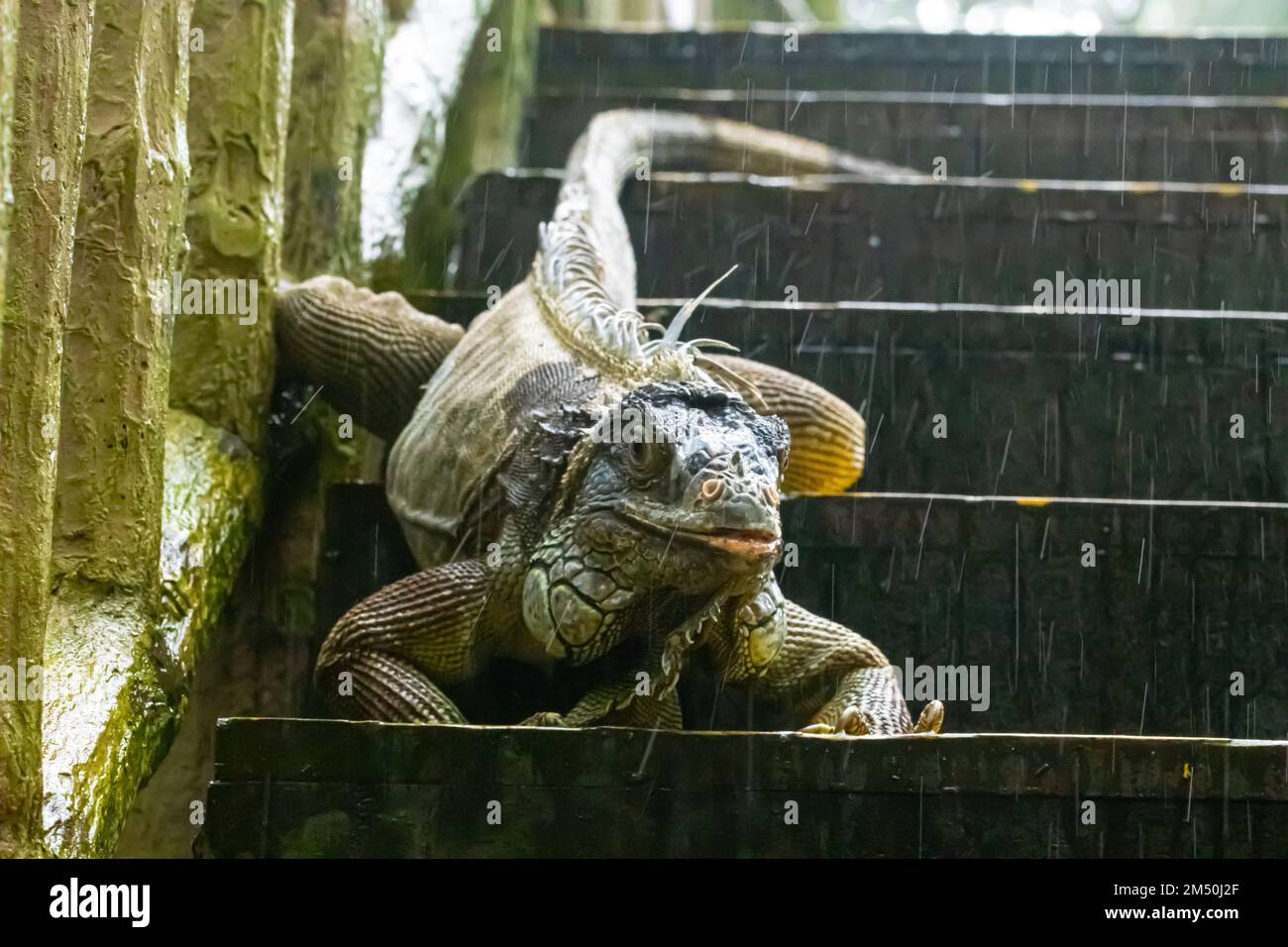 An adult green iguana sitting under the rain on the stairs with blur ...