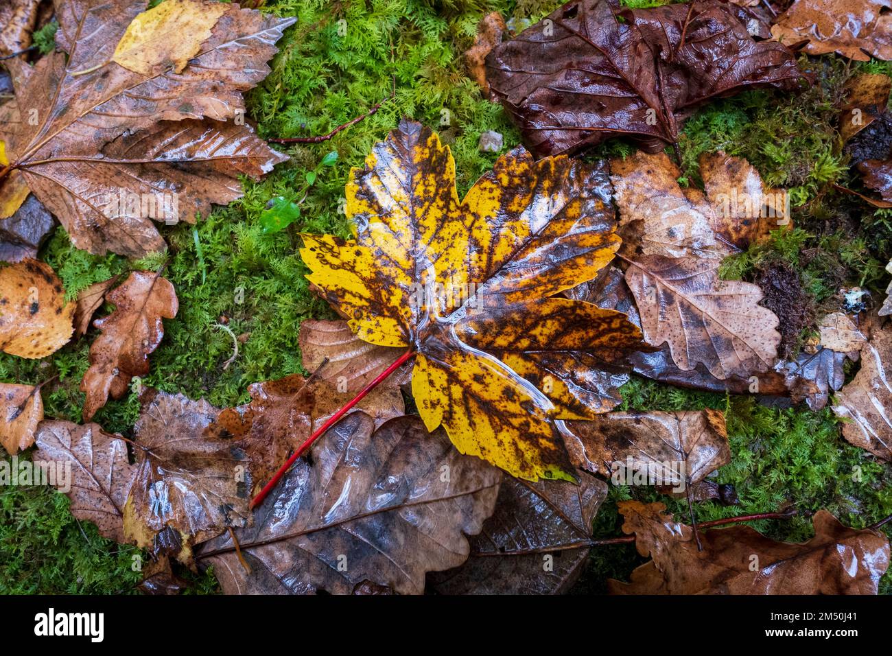 Asturias, Spain - 31 October 2021 : Maple leaf in autumn yellow color ...