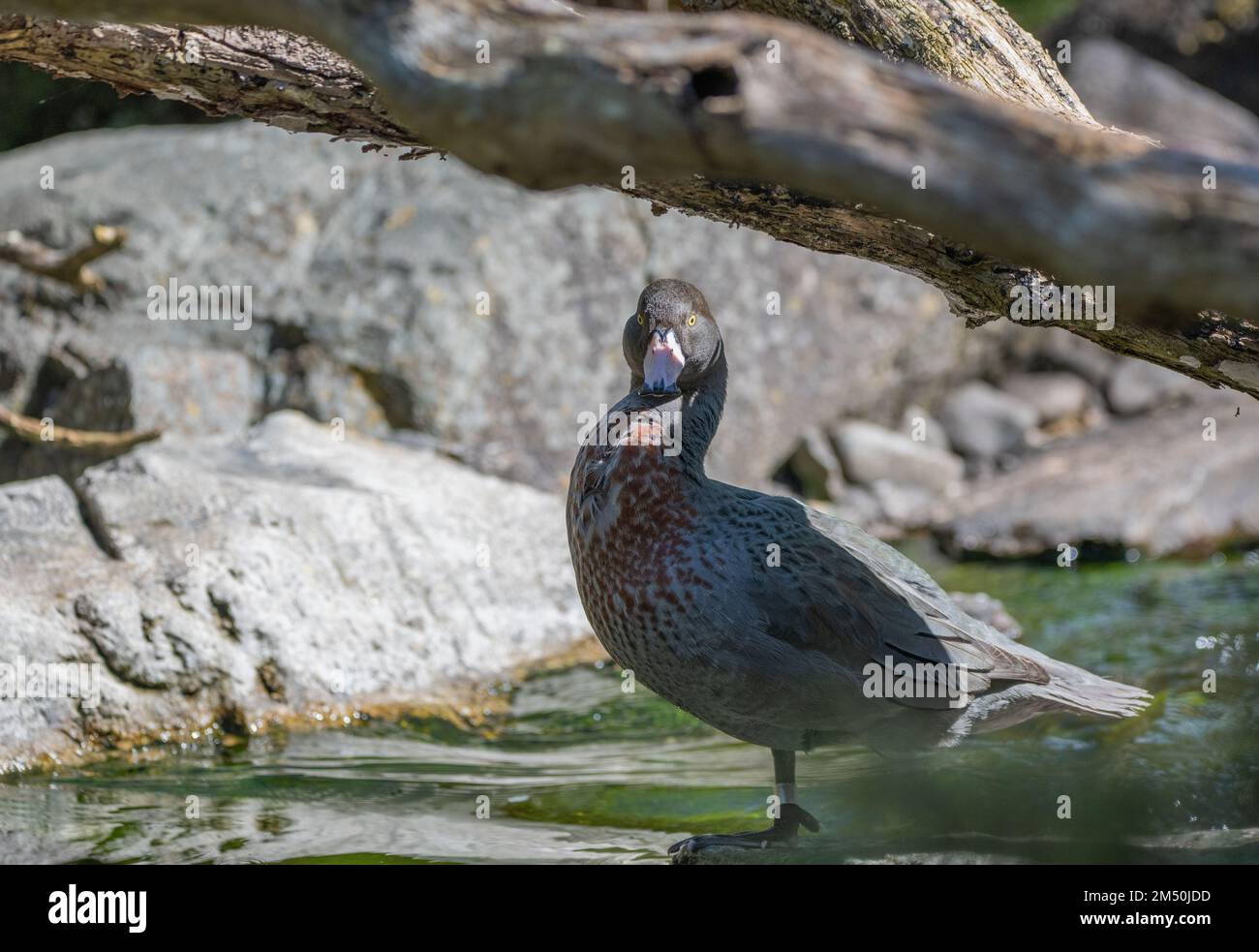A selective of a whio (Hymenolaimus malacorhynchos) by the water Stock ...