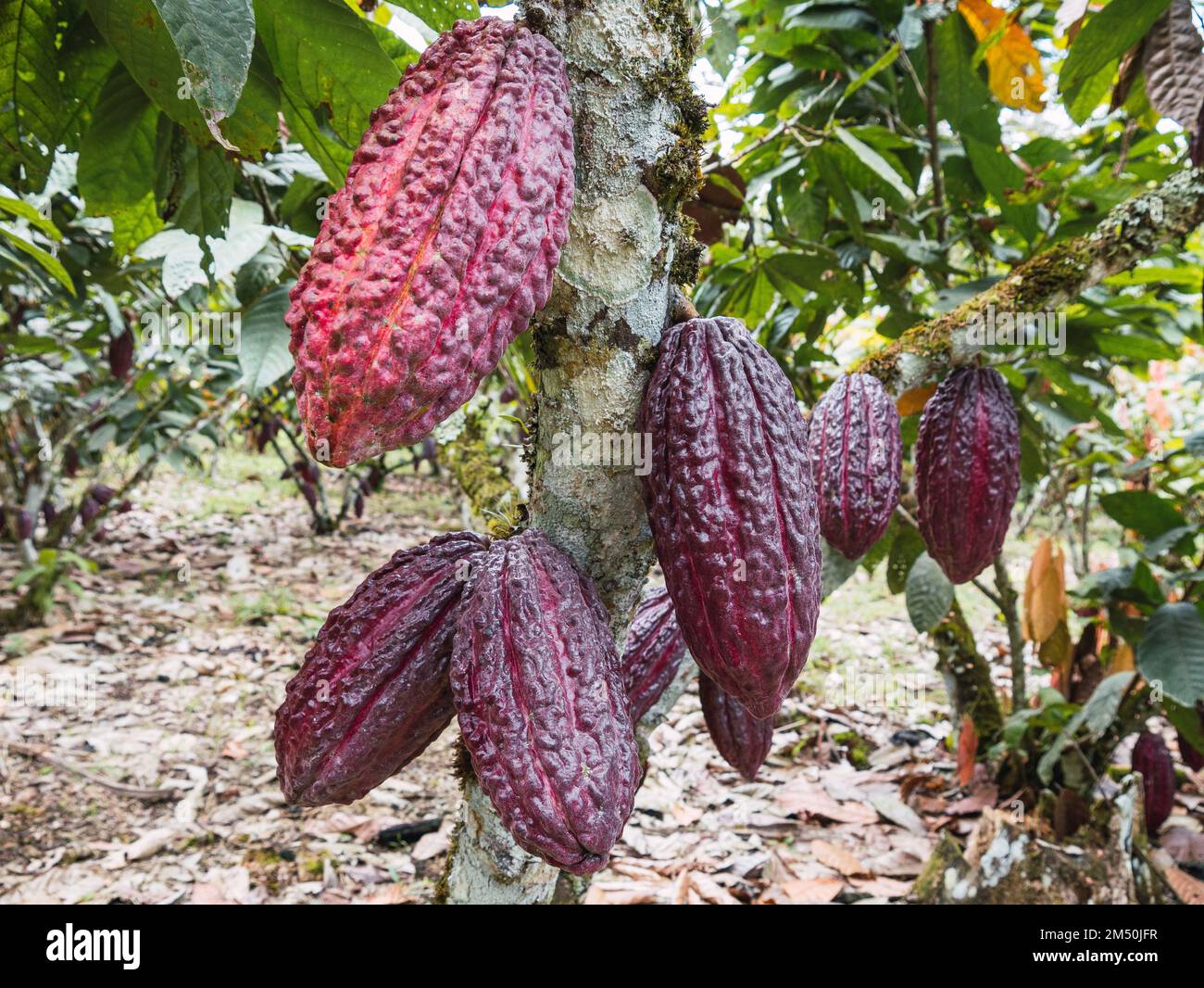 The ripening red pods of Arriba cacao growing on a tree of Theobroma ...