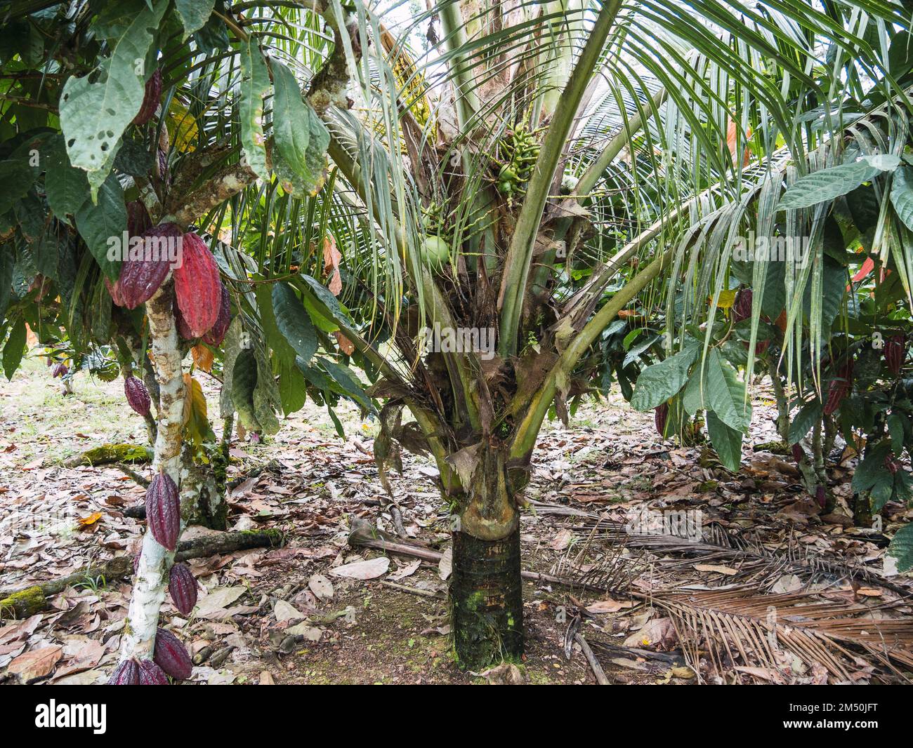 The ripening red pods of Arriba cacao and fresh coconuts on the palm ...