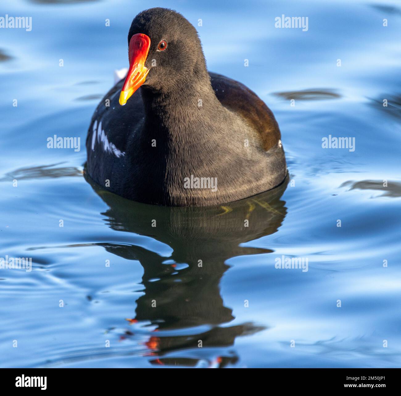 The Common Moorhen is widely spread in the UK on just about all open ...