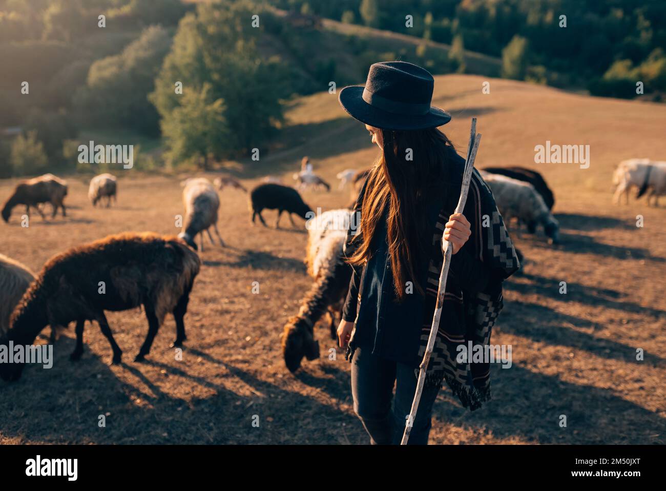 Female shepherd and flock of sheep at a lawn Stock Photo - Alamy